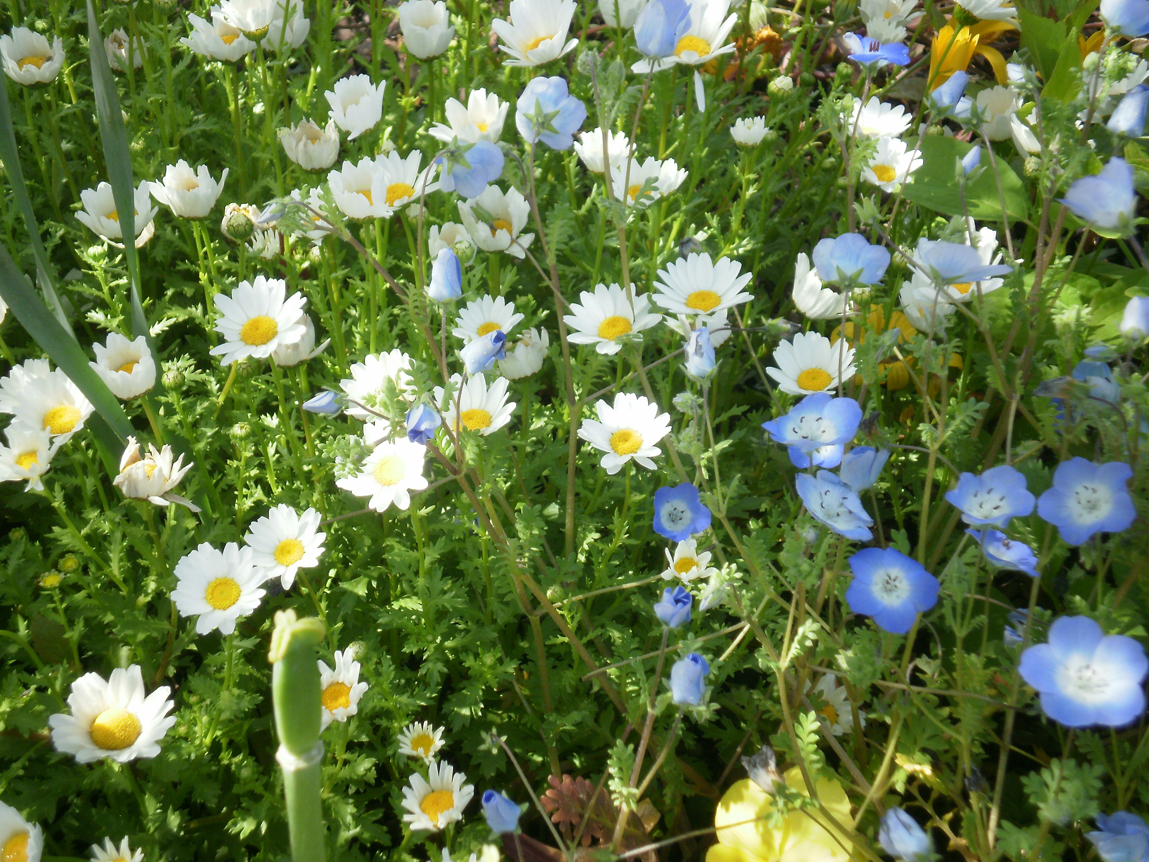 Sunlit Meadow of Daisies and Blue Flax