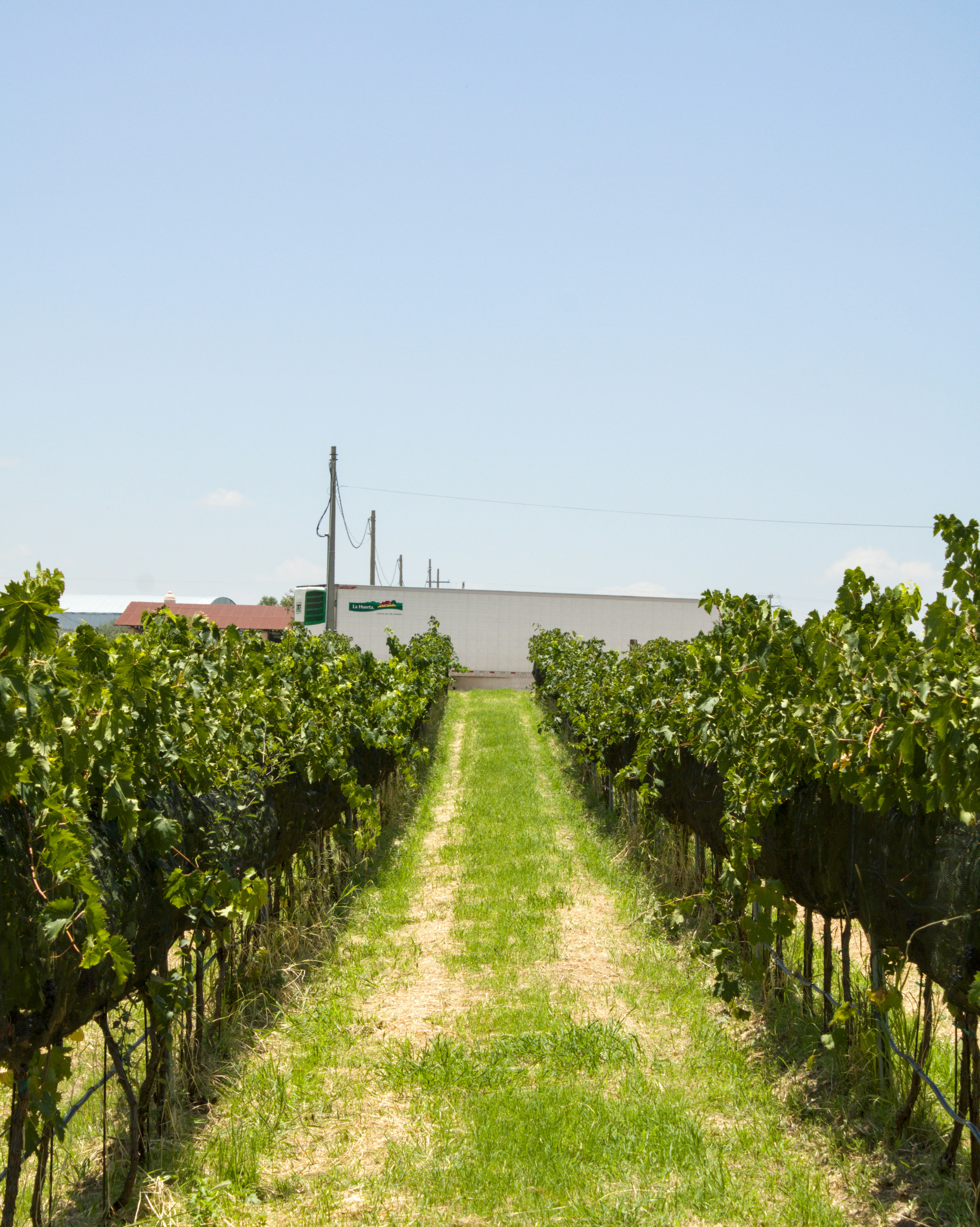 Row by Row: Vanishing Path Through Verdant Vines to a Distant Farm