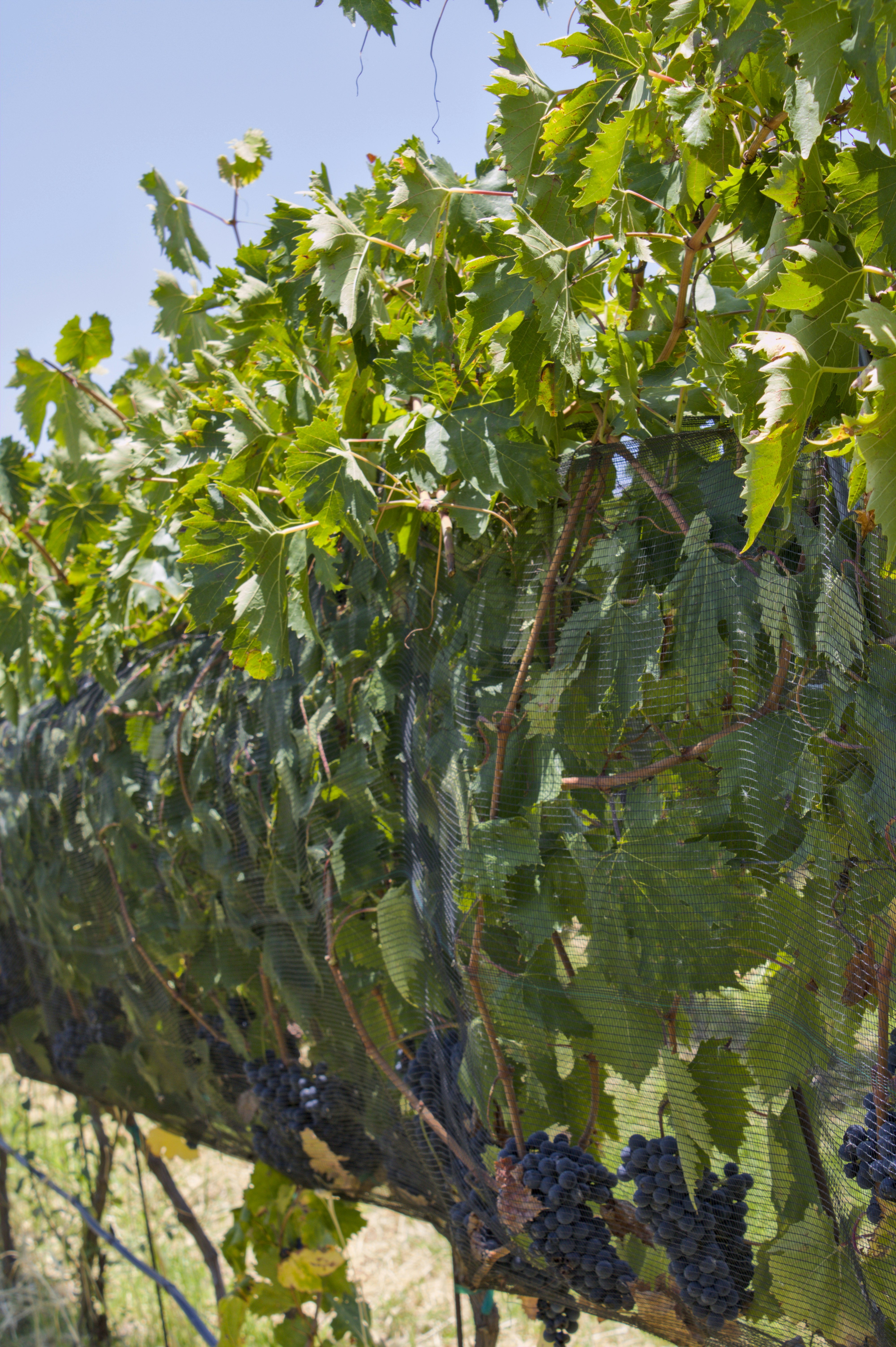 Sunlit Vineyard Canopy: Grapes under Netting