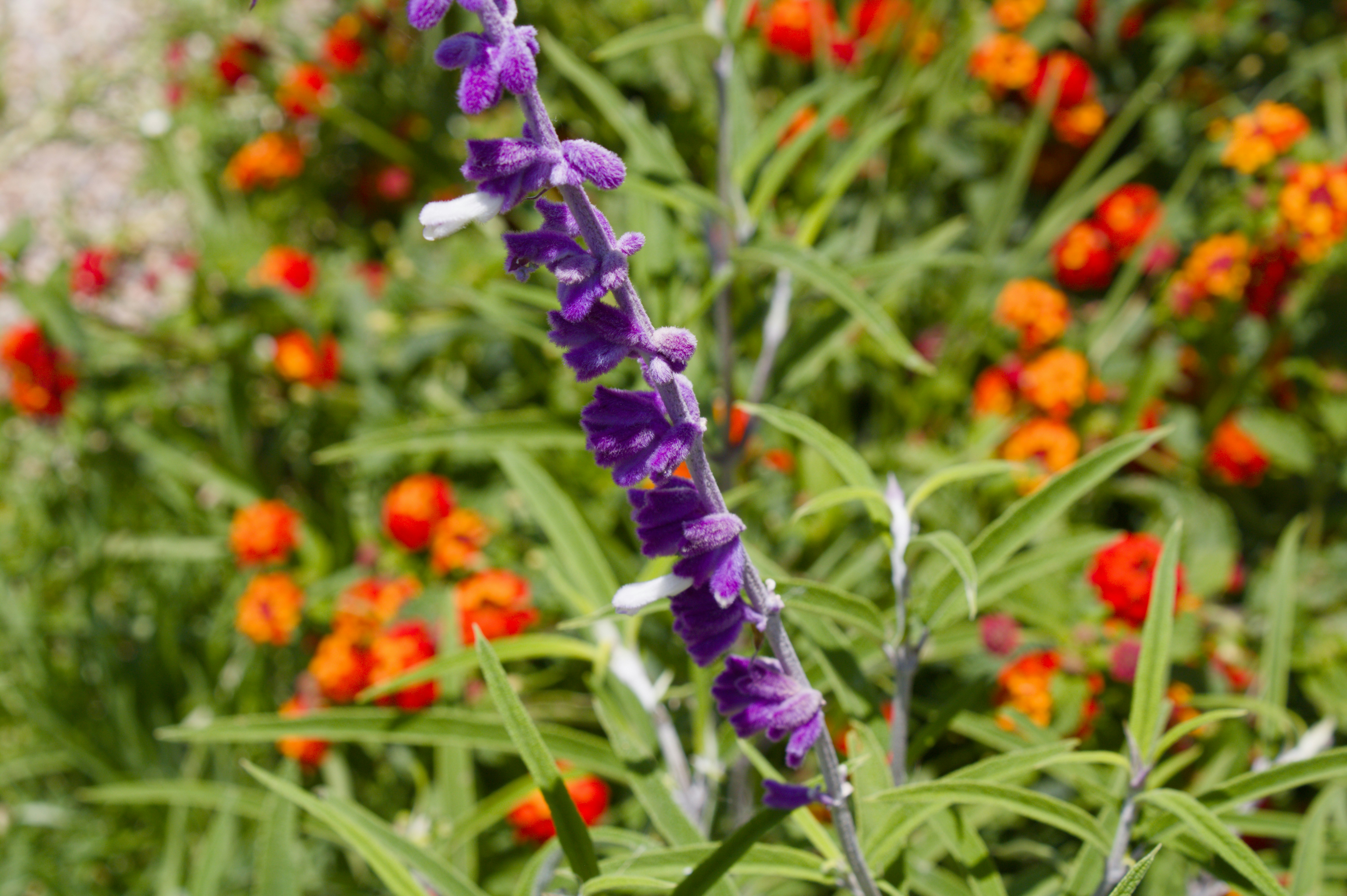 Close-up of a purple flowering spike amid orange blooms in a garden border, showcasing vivid colors and shallow depth.