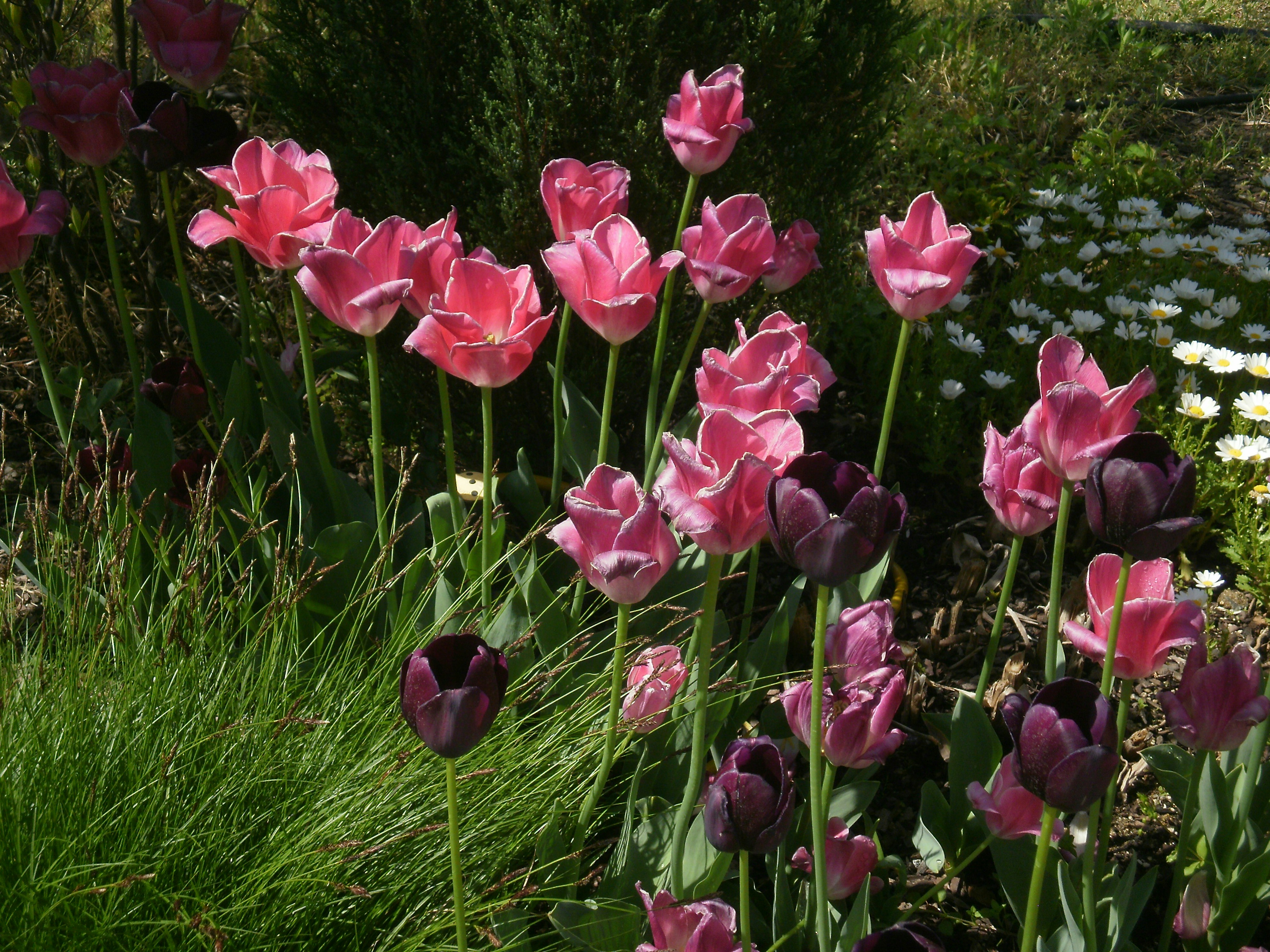 Tulip Field in Afternoon Light
