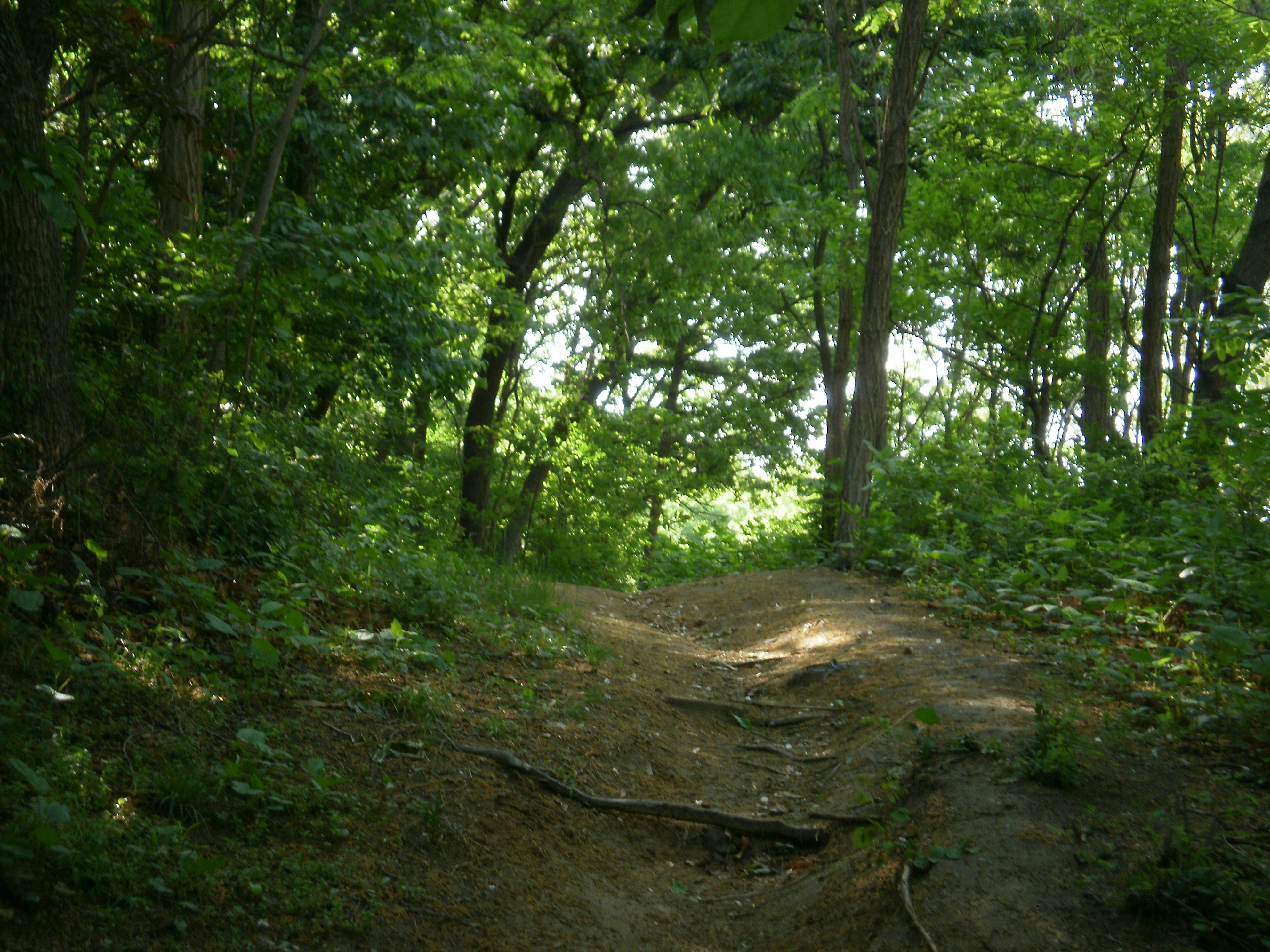 Forest Path to Light: A Sunlit Trail Through Green Canopy