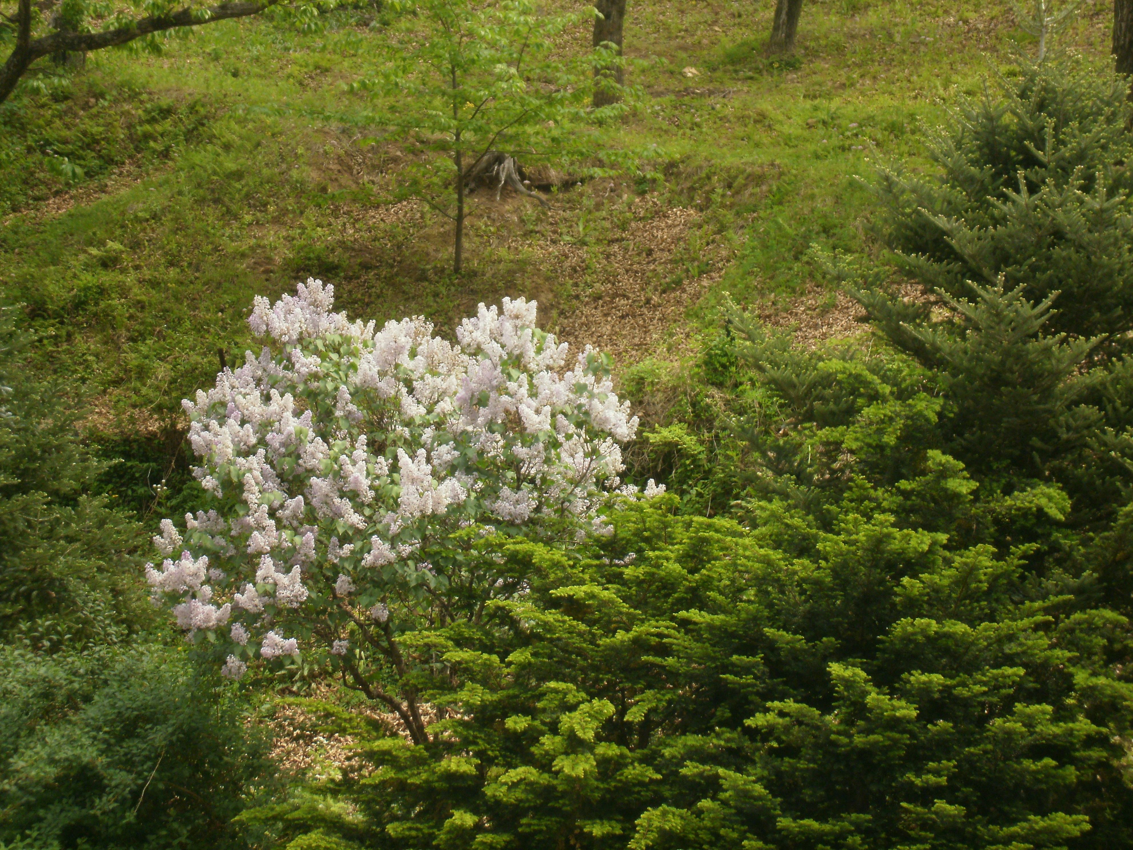 Snowy Magnolia Amid Green Tones
