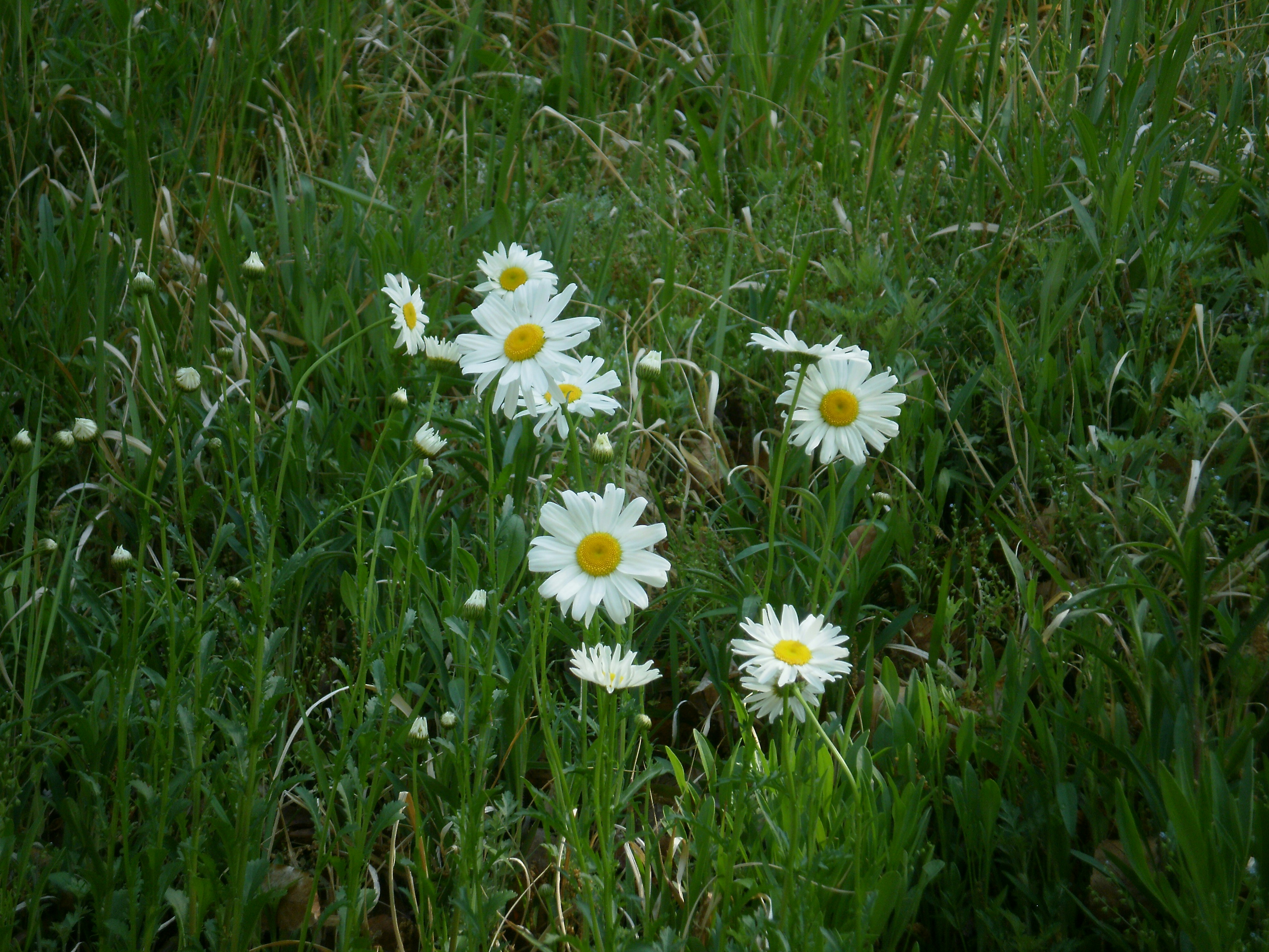 White daisies rising from a quiet meadow