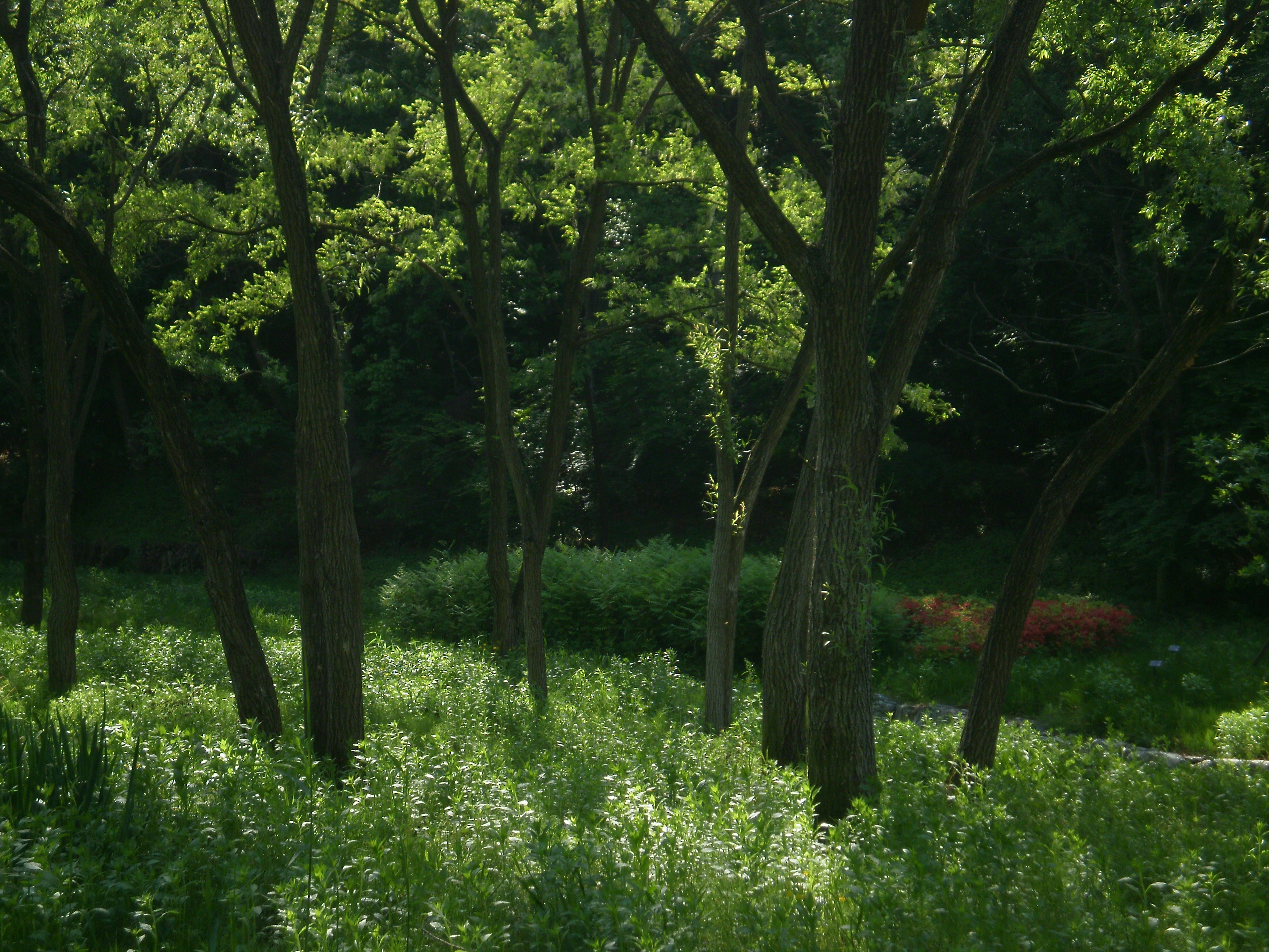 Sunlit Oak Alley Beneath a Canopy of Green