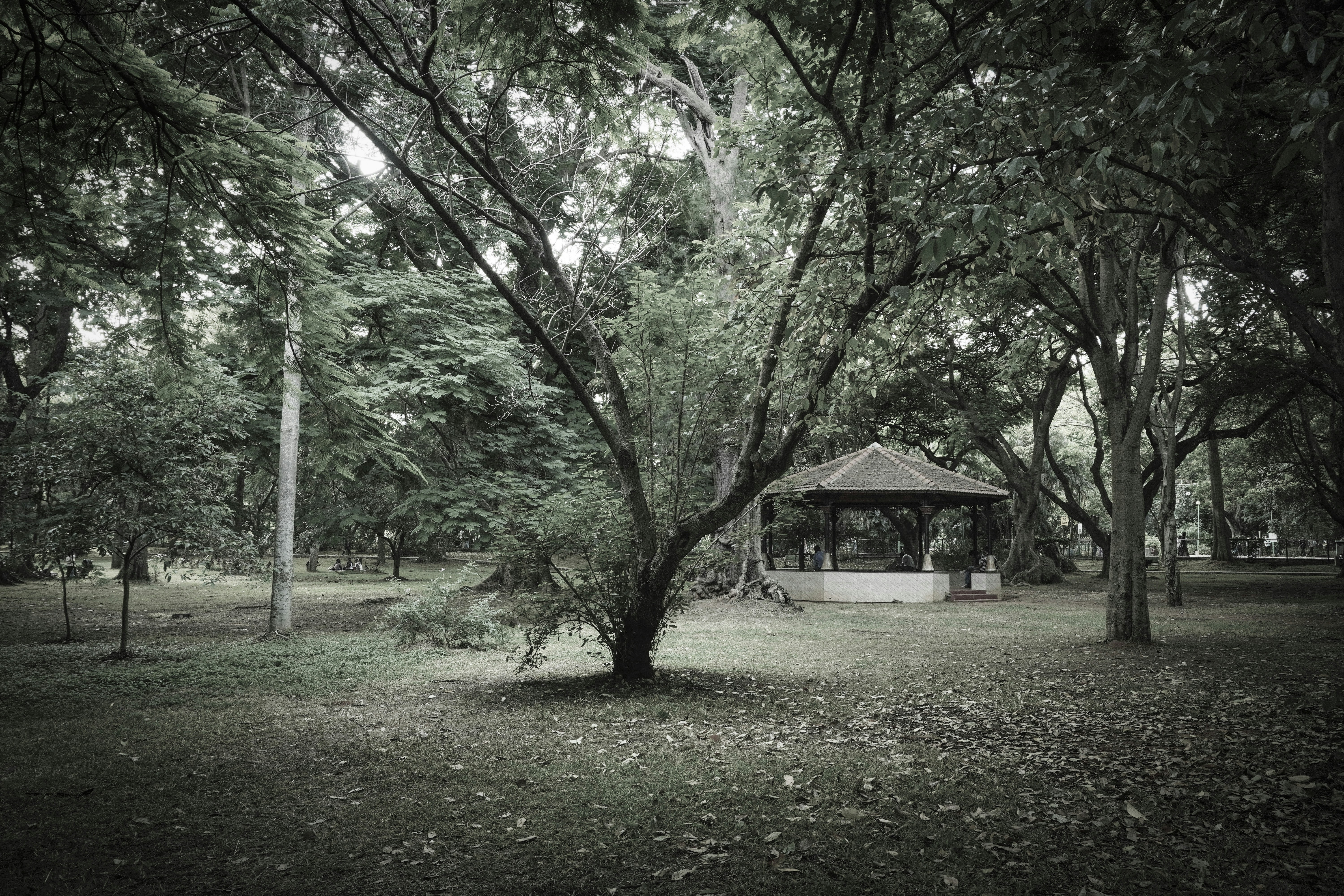 Muted park scene with a central tree and a gazebo in the distance, bathed in soft light. A tranquil, contemplative landscape with a hint of weathered texture.
