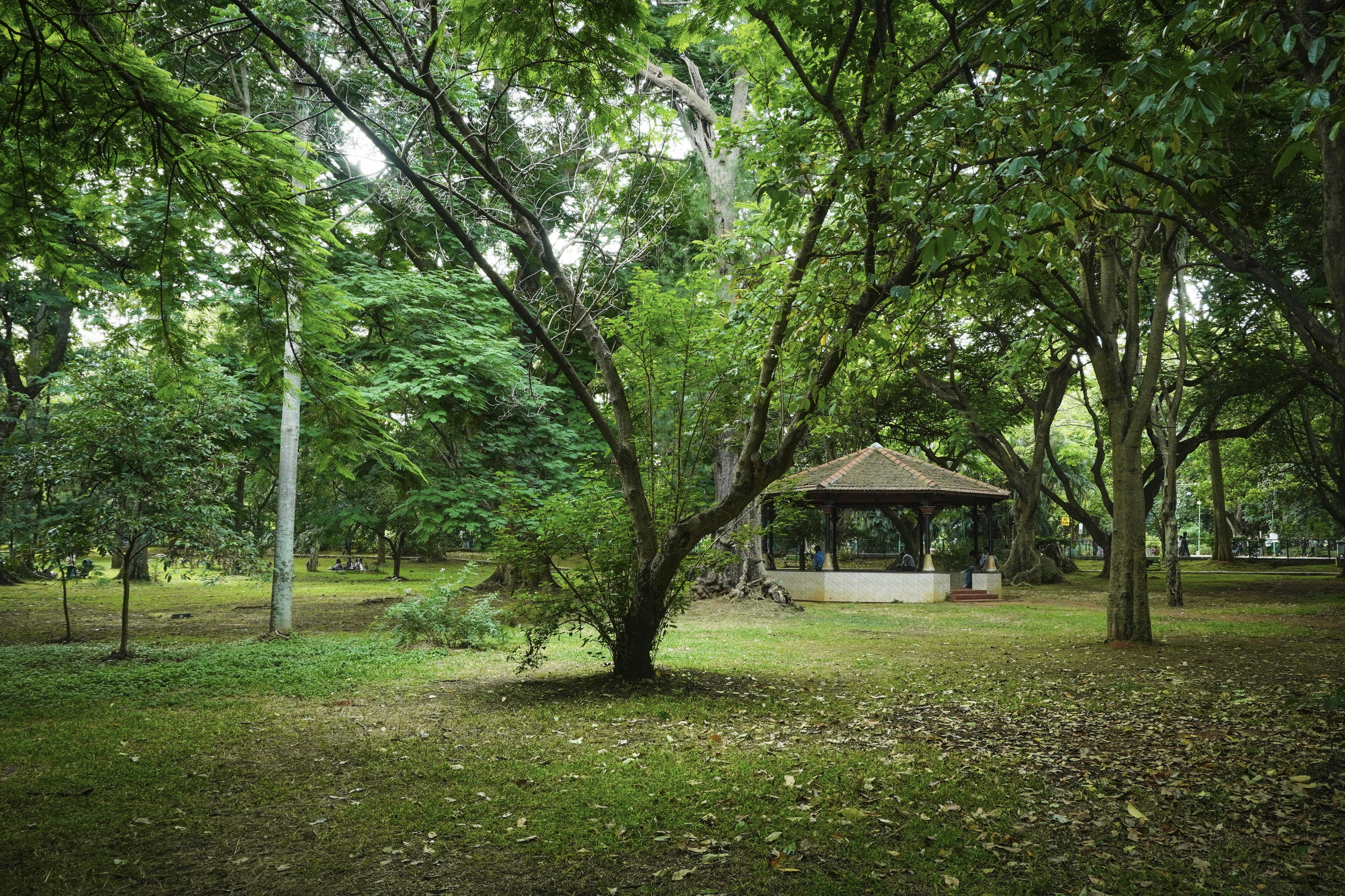 Quiet Park Clearing with a Central Gazebo under Shaded Canopy