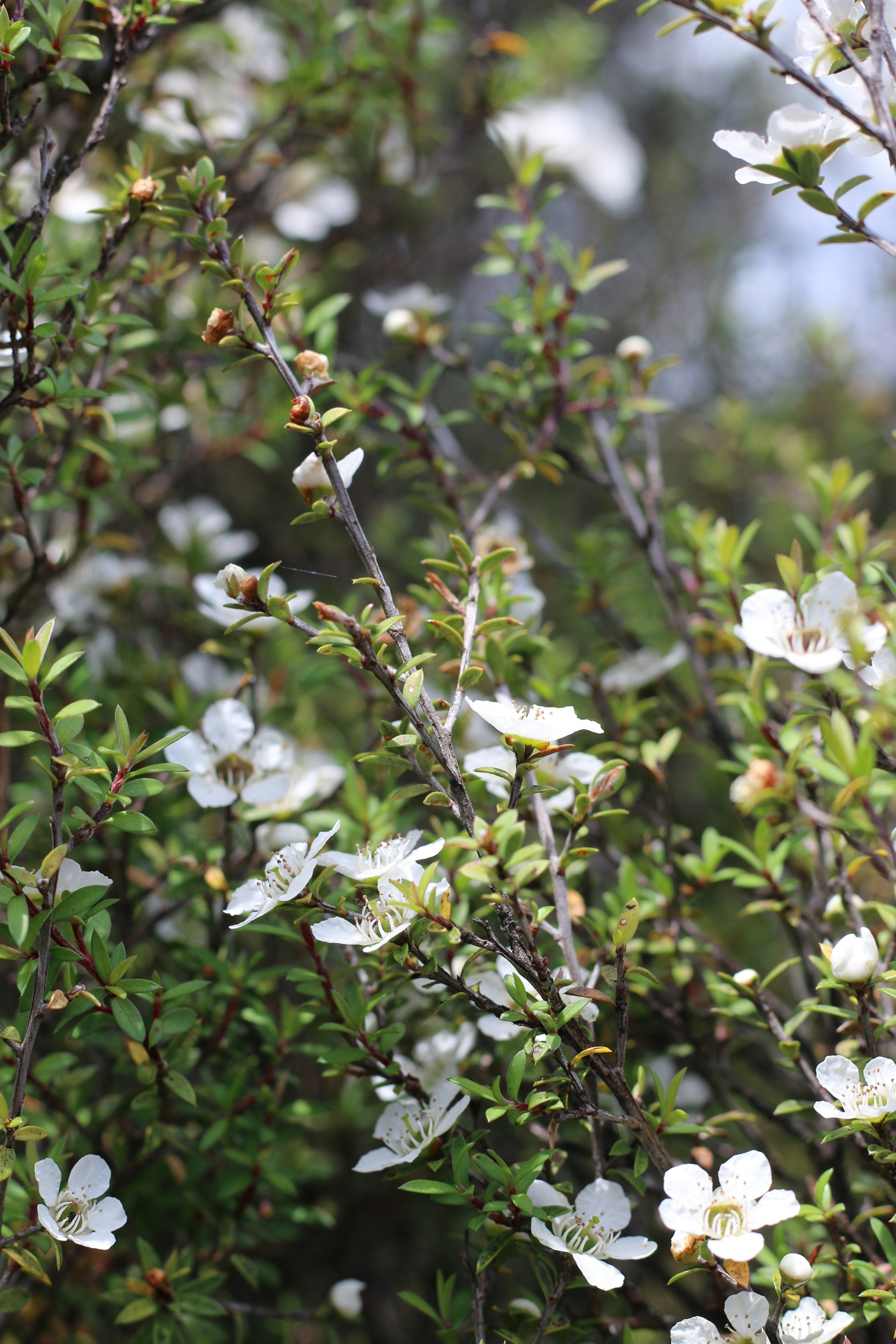 White blossoms among tangled branches in soft-focus garden thicket