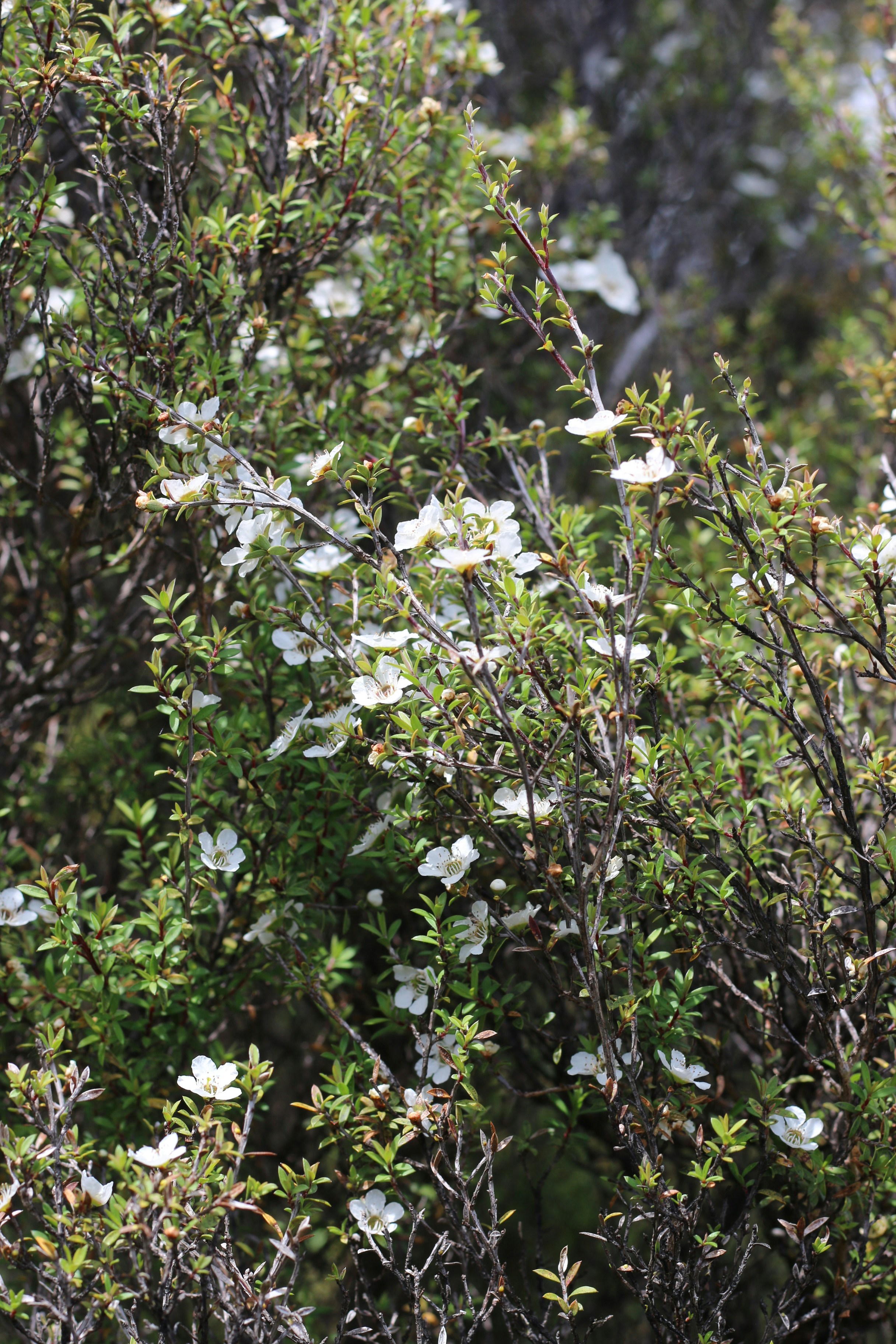 Whispers of Spring on White Blossom Branches