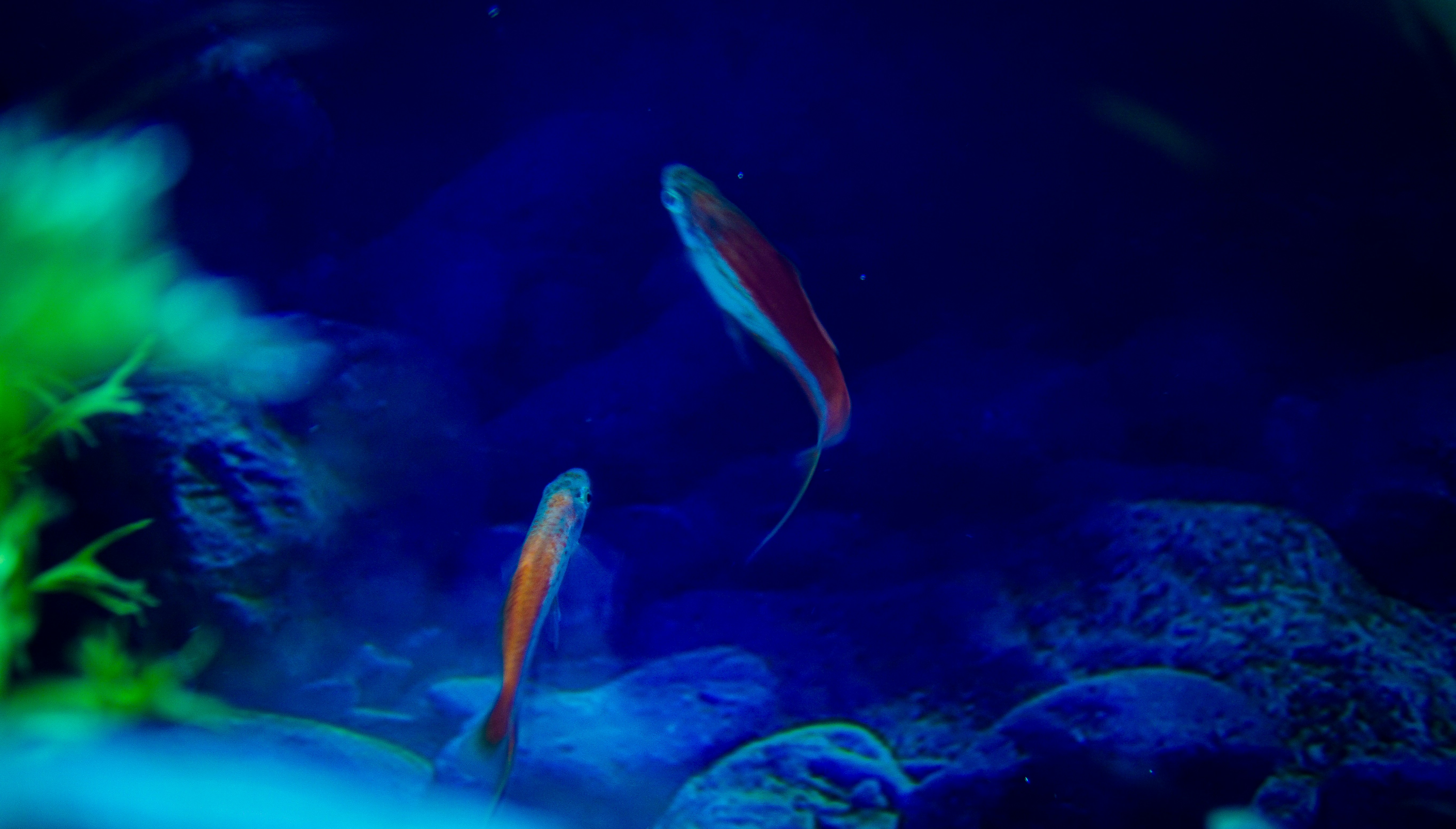 Two Orange-Finned Ghosts in a Quiet Blue Reef