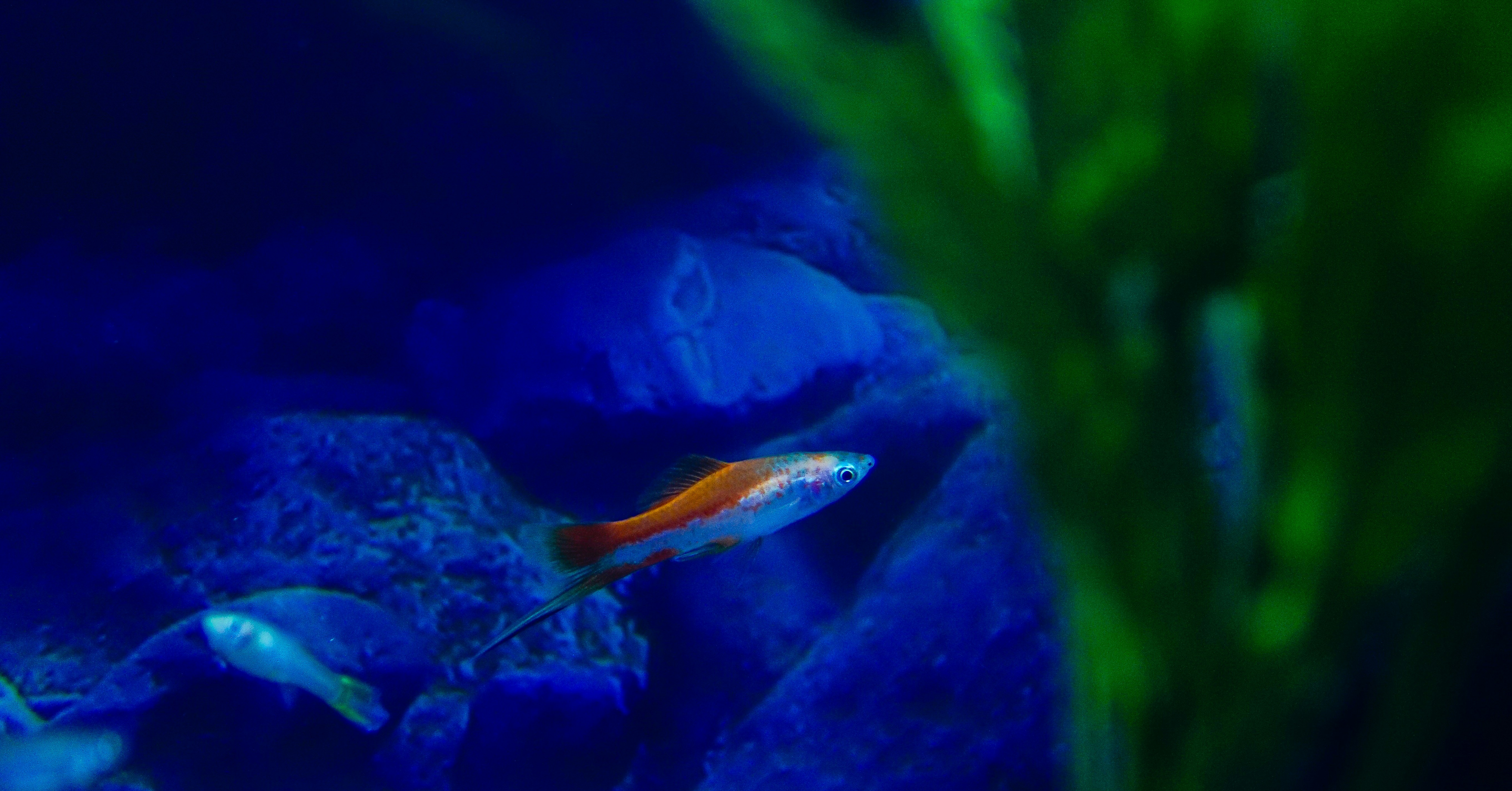 Glow of the Coral Knife: A Neon Fish Amid Blue Currents