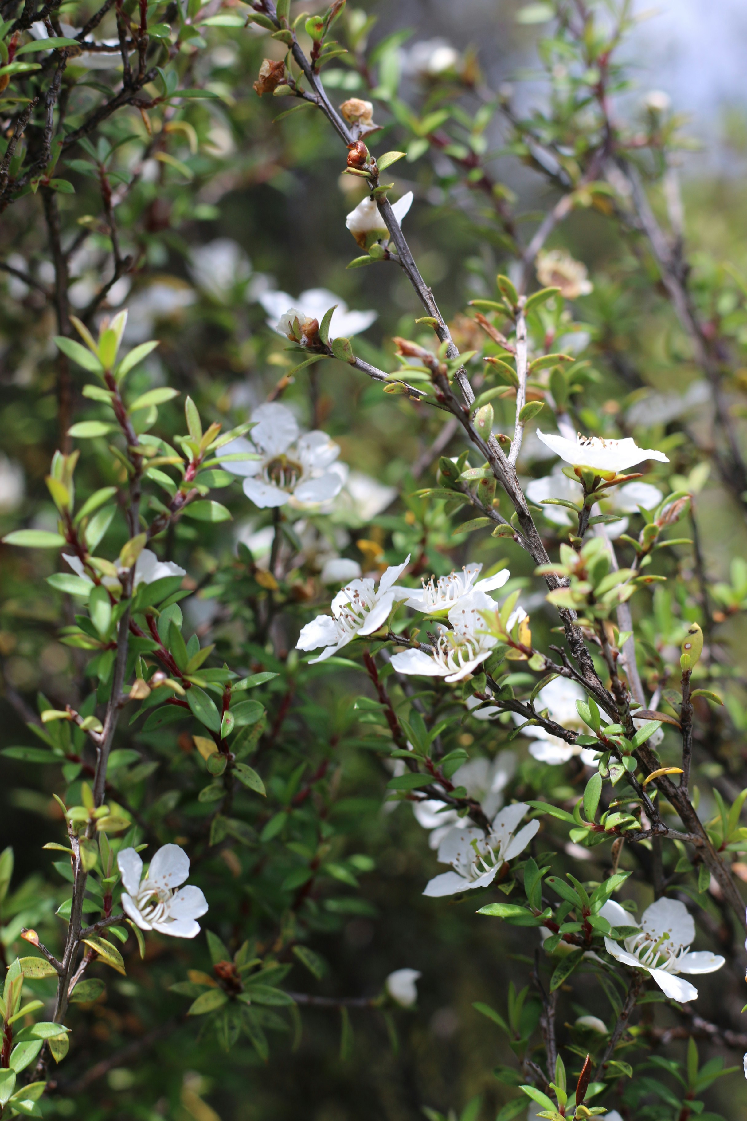 White blossoms on slender branches in a spring garden