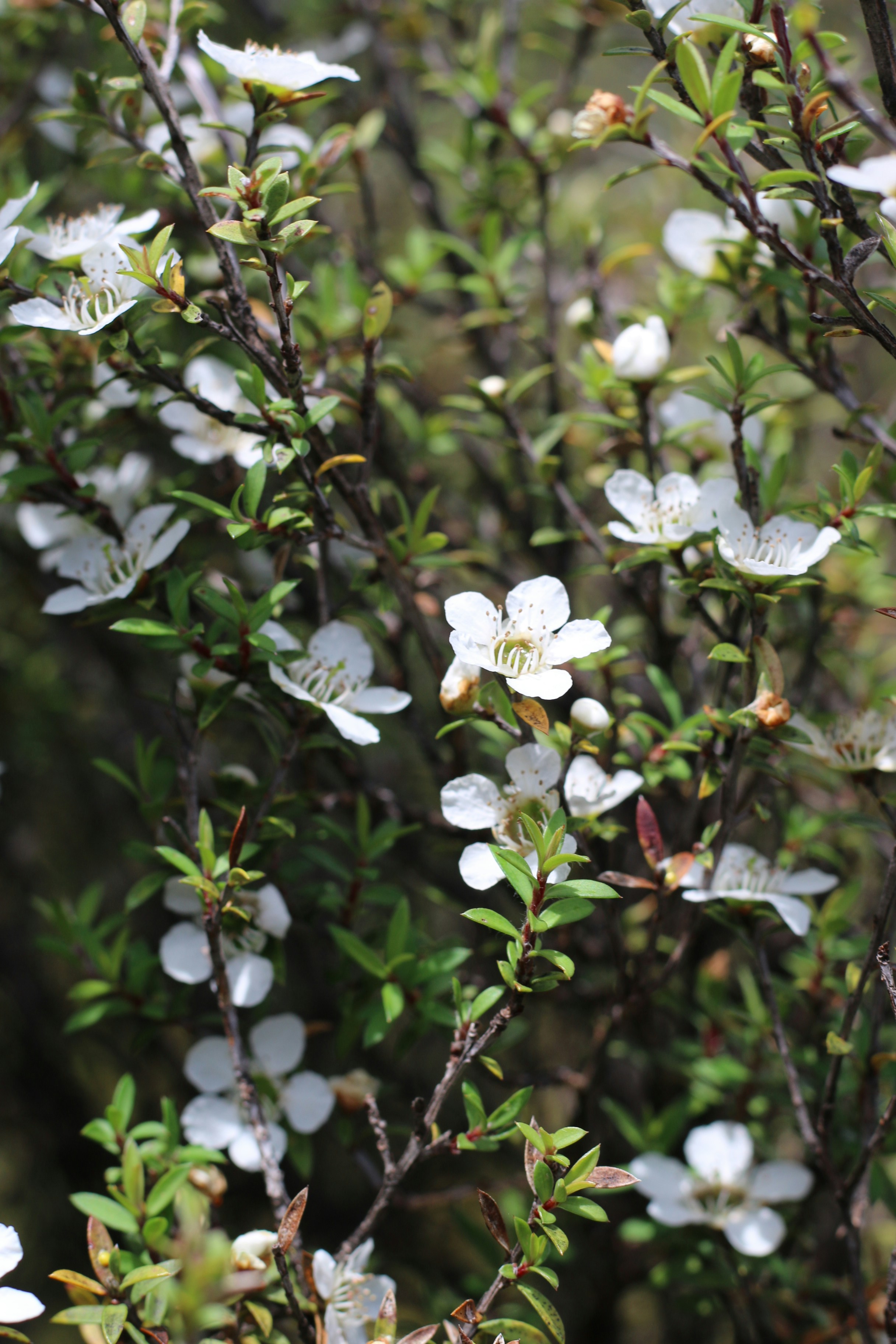 Close-up of white blossoms and green leaves on woody branches, forming a dense garden shrub scene.