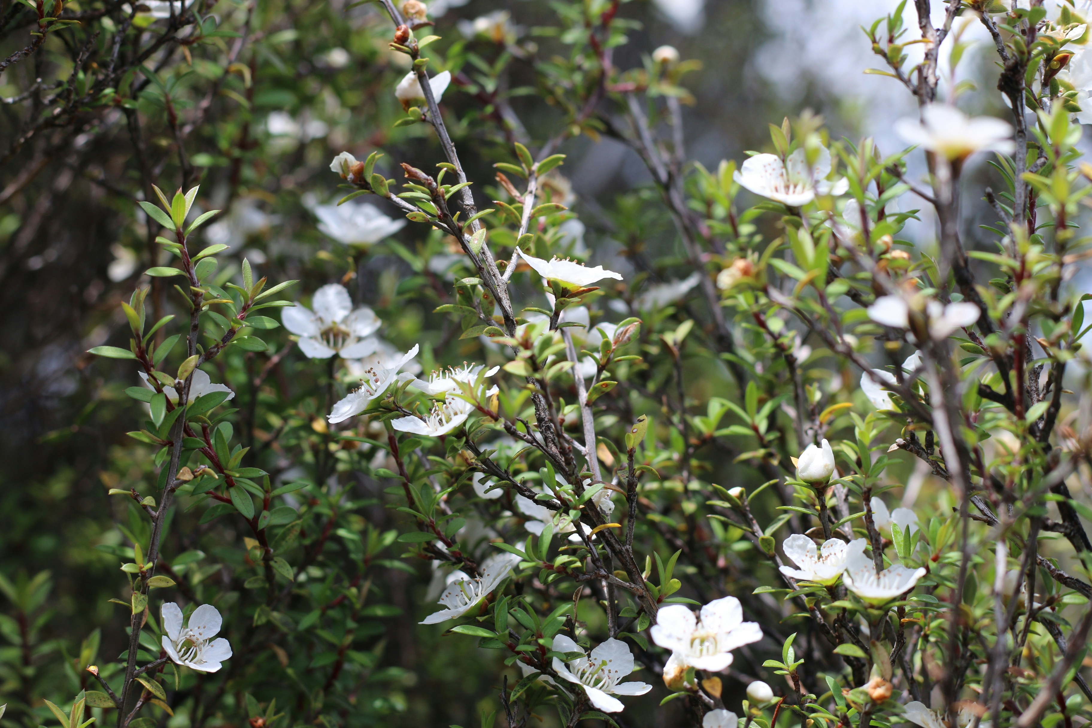 White blossoms thread the green thicket in spring light