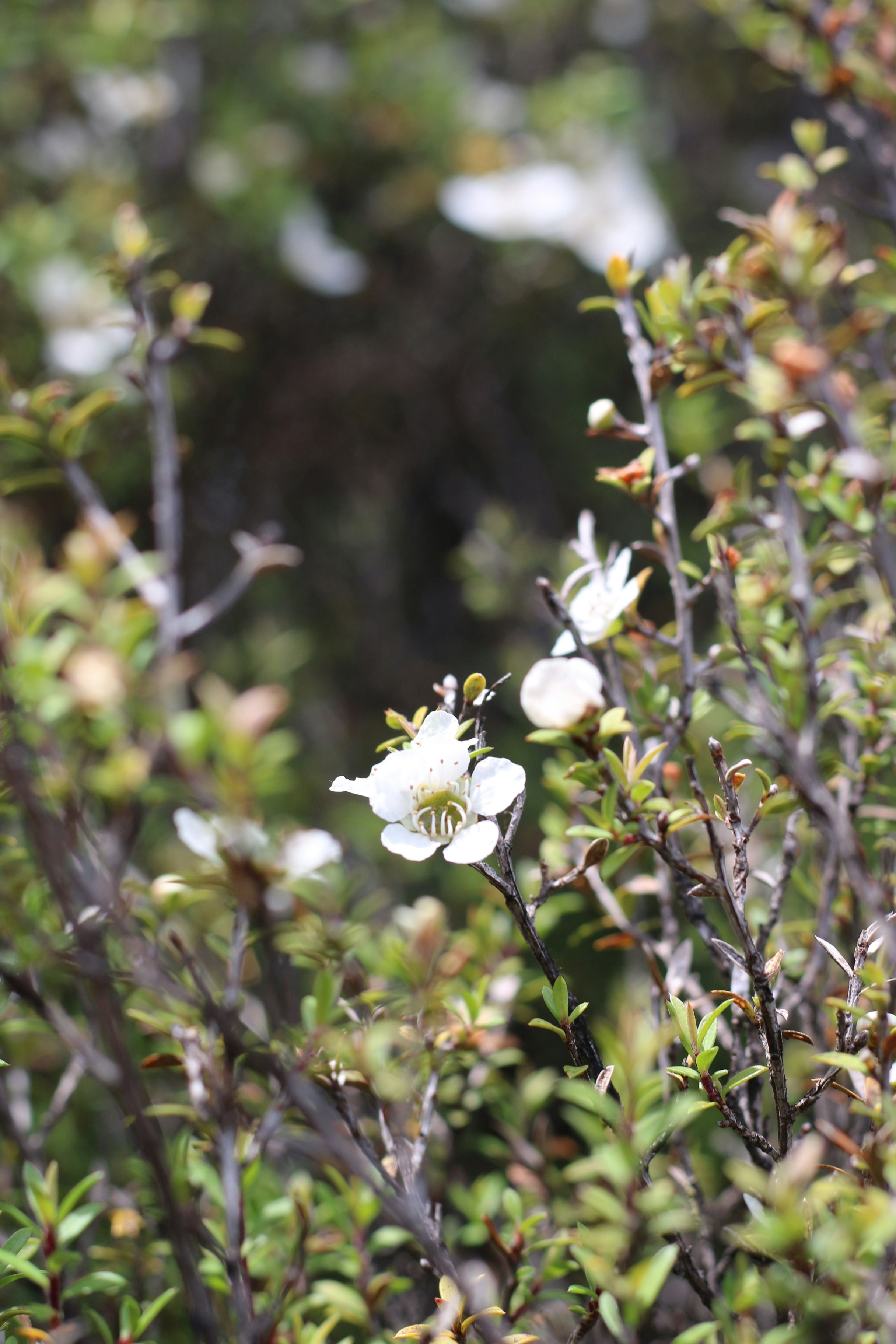 White blossom amid twisting branches in a sunlit shrub