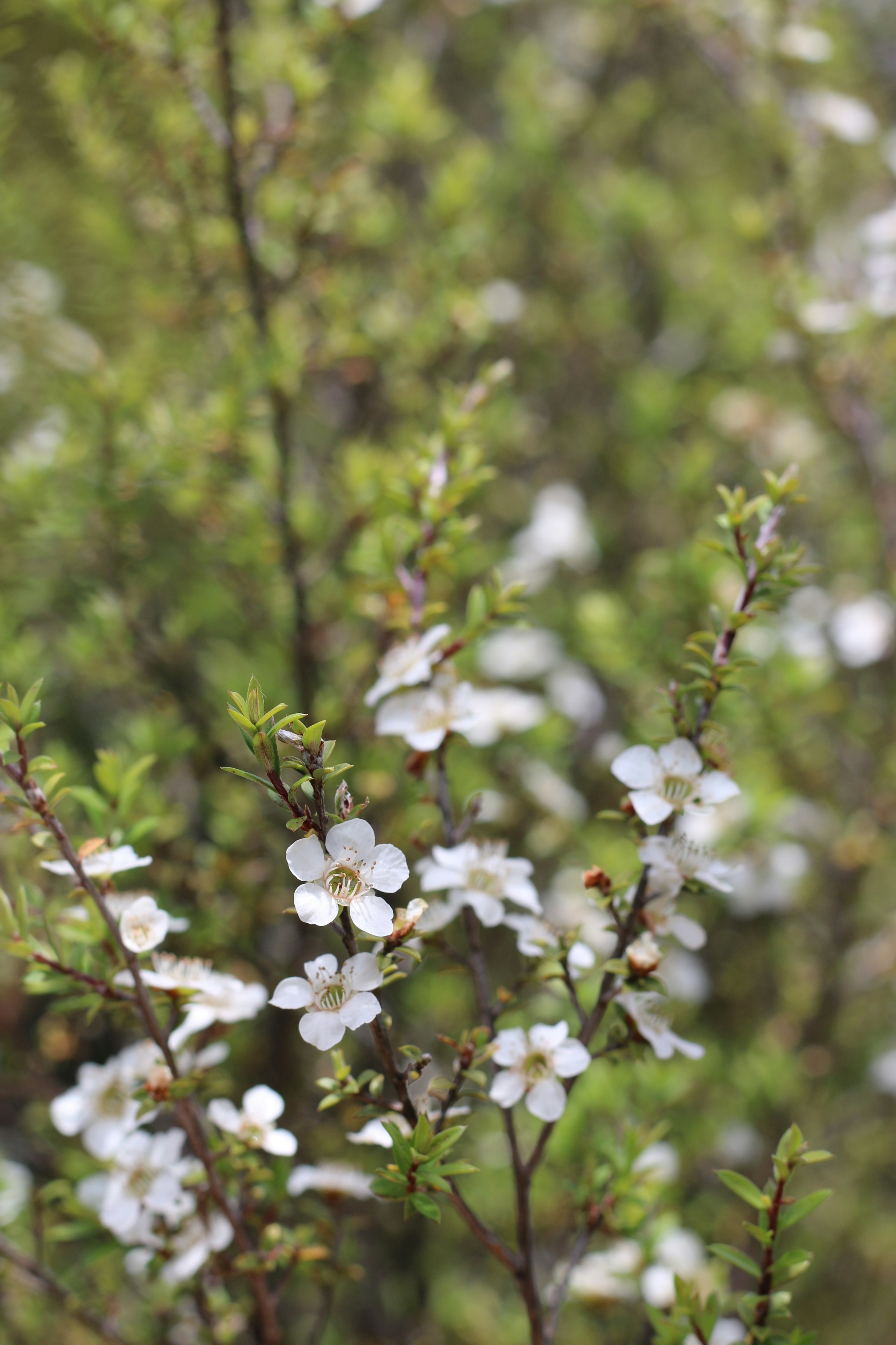 Whispers of Spring: White Blossoms in a Quiet Green Glade