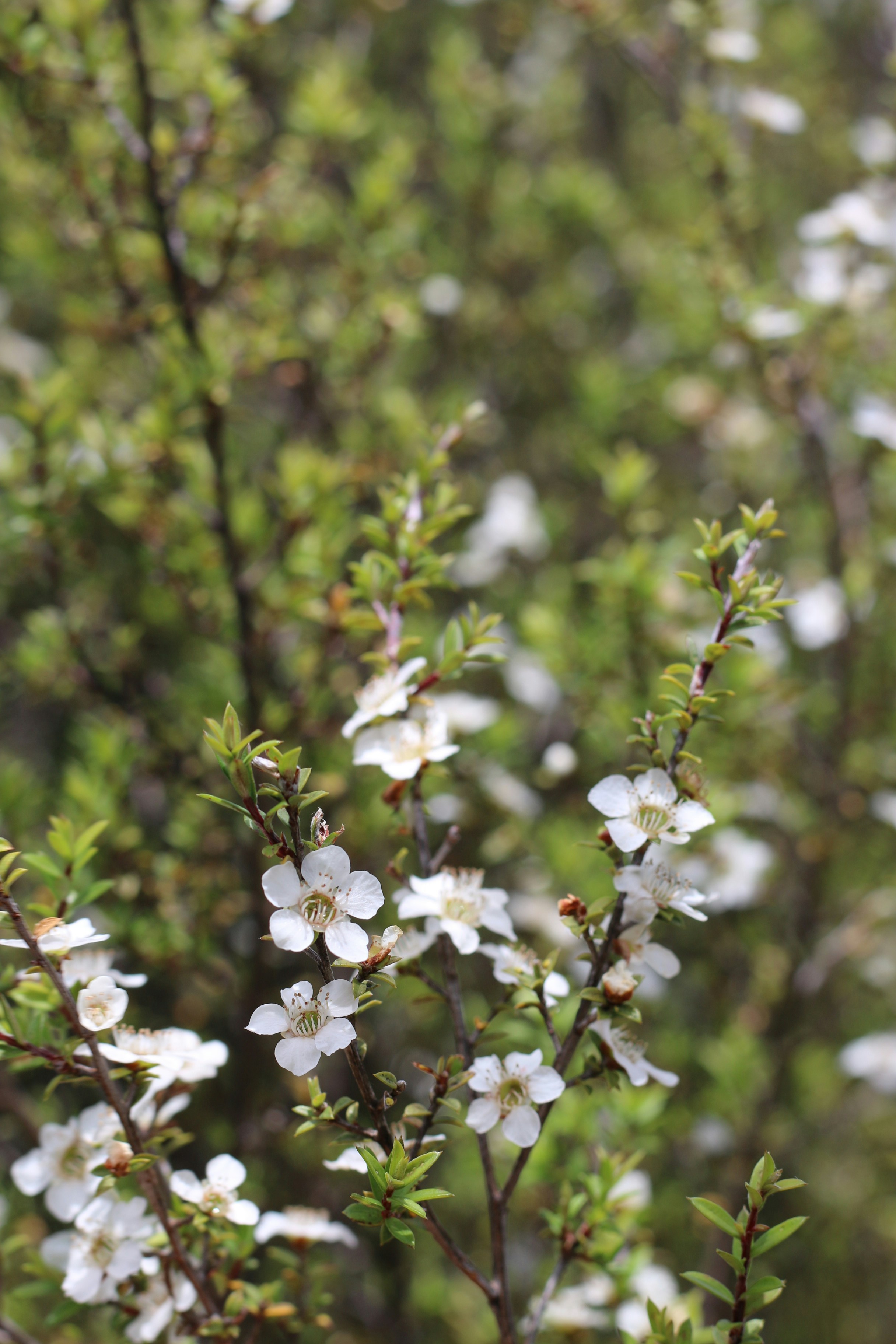 The flowers are scattered evenly across the foliage as solitary blooms. Each flower features five pure white (or occasionally soft pink-flushed) petals radiating from a dark, glossy, reddish-green central disc.