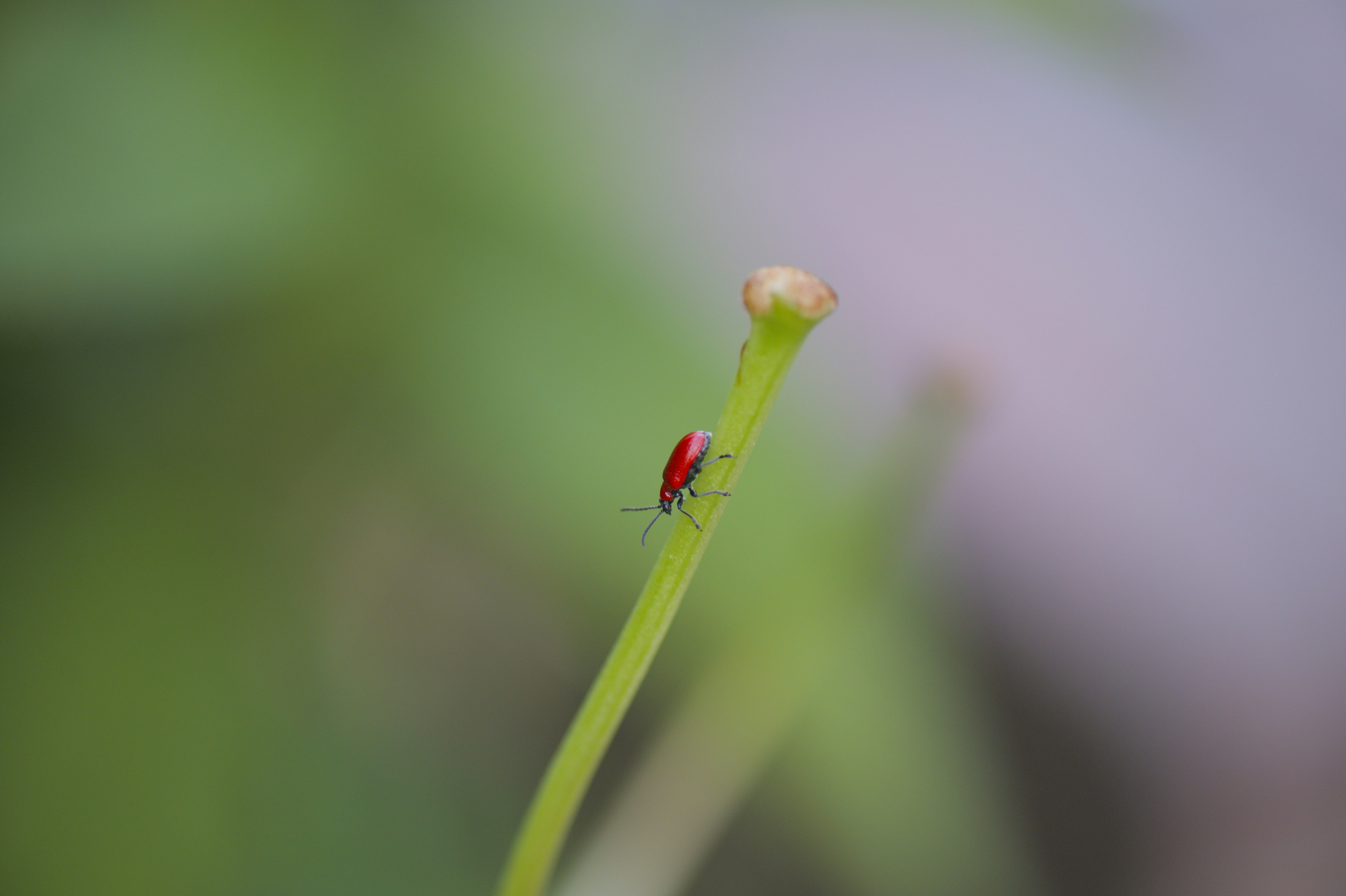 Red Tiny Beacon on a Green Stem