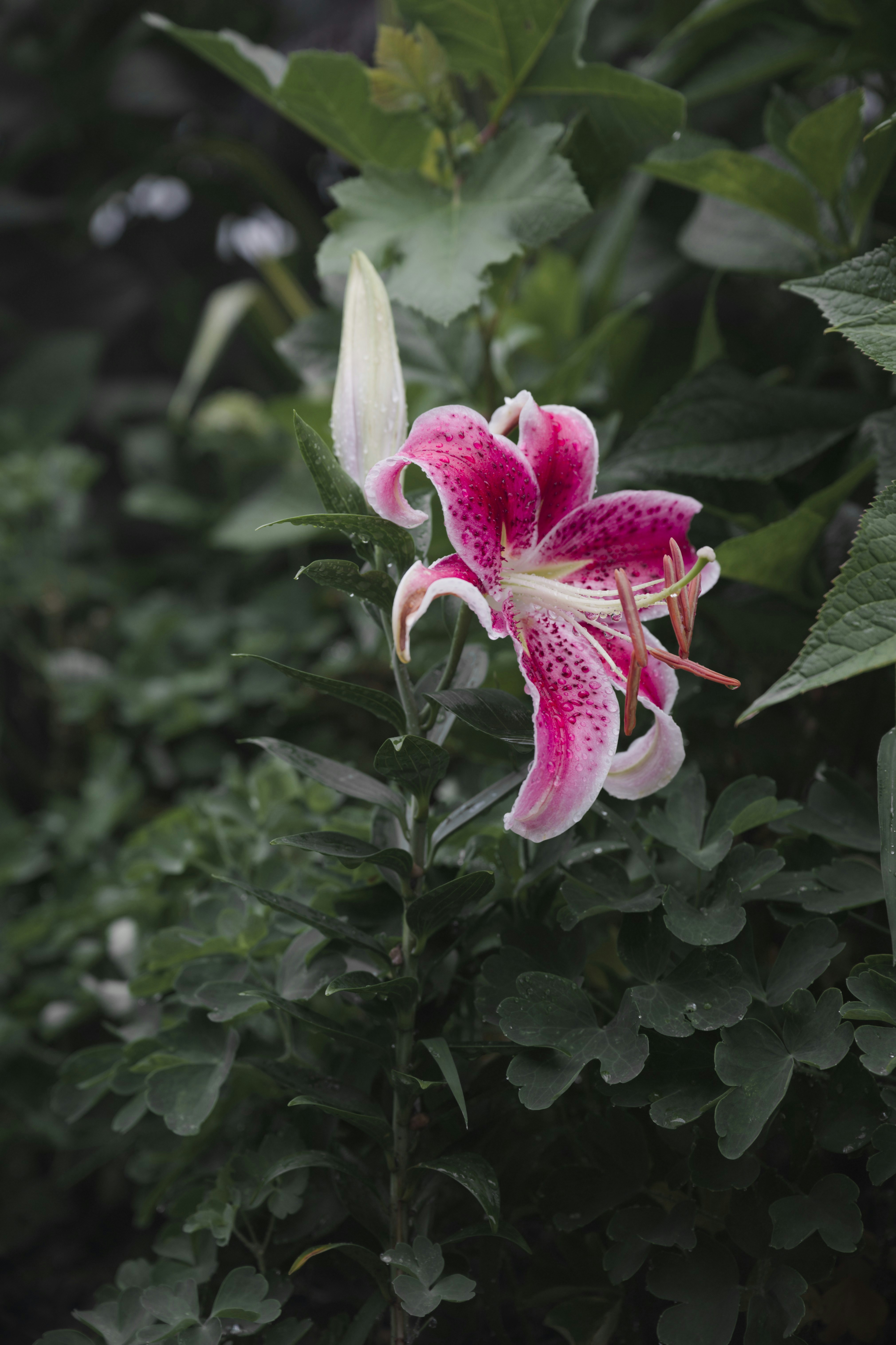 Pink Stargazer in a Green Frame
