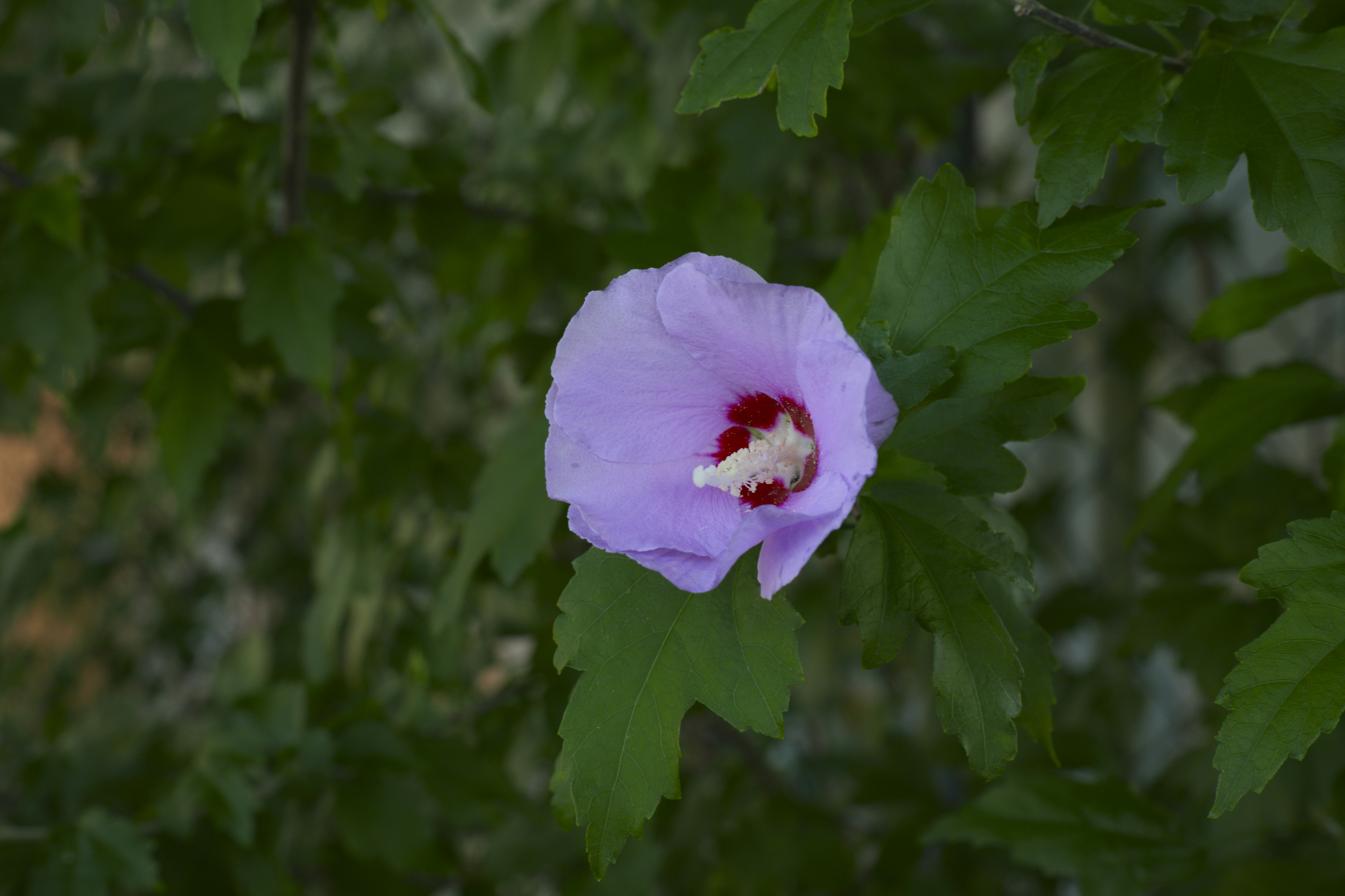 Petal Bloom in Emerald Frame