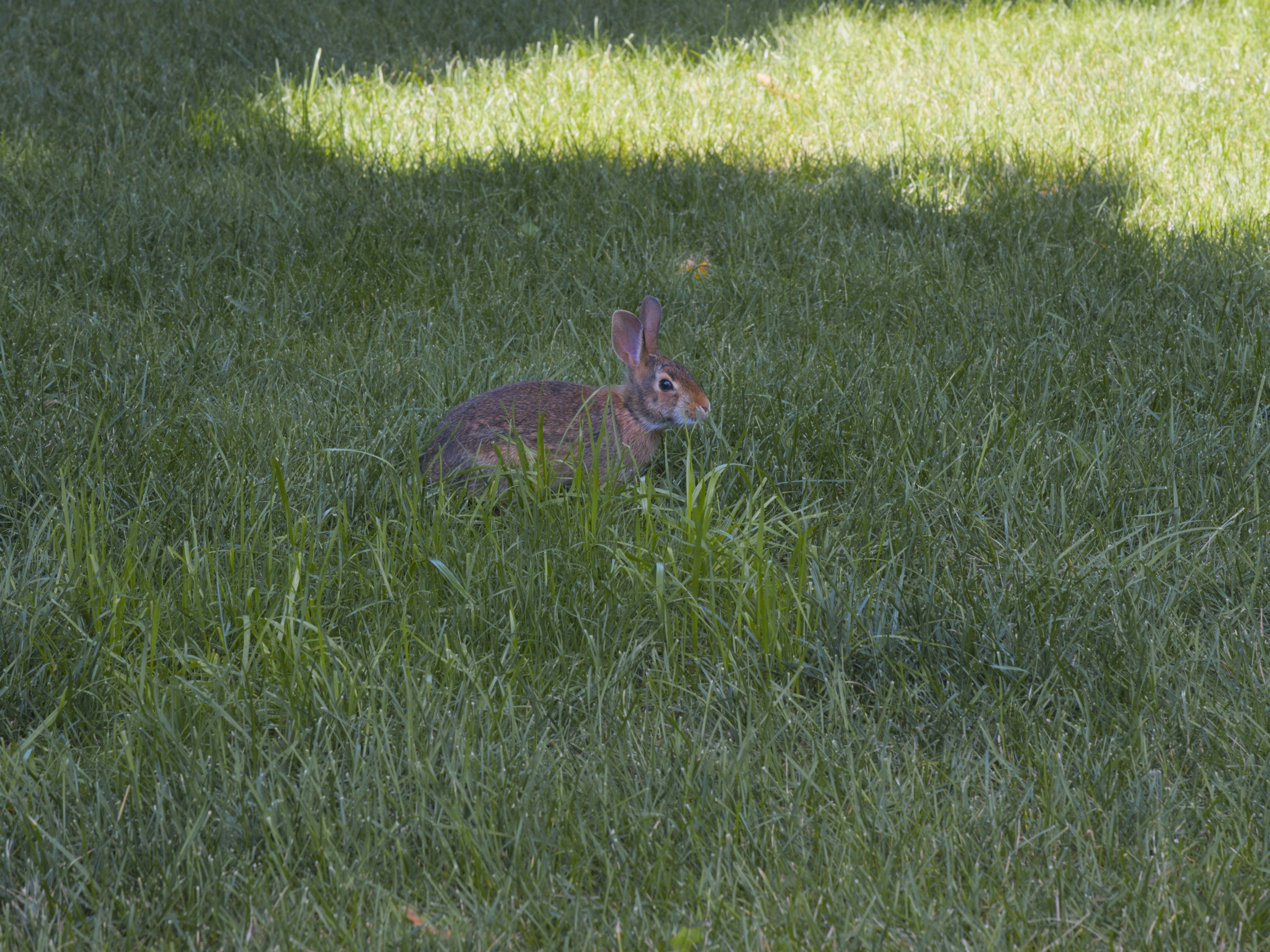Shadowed Rabbit in Sunlit Lawn