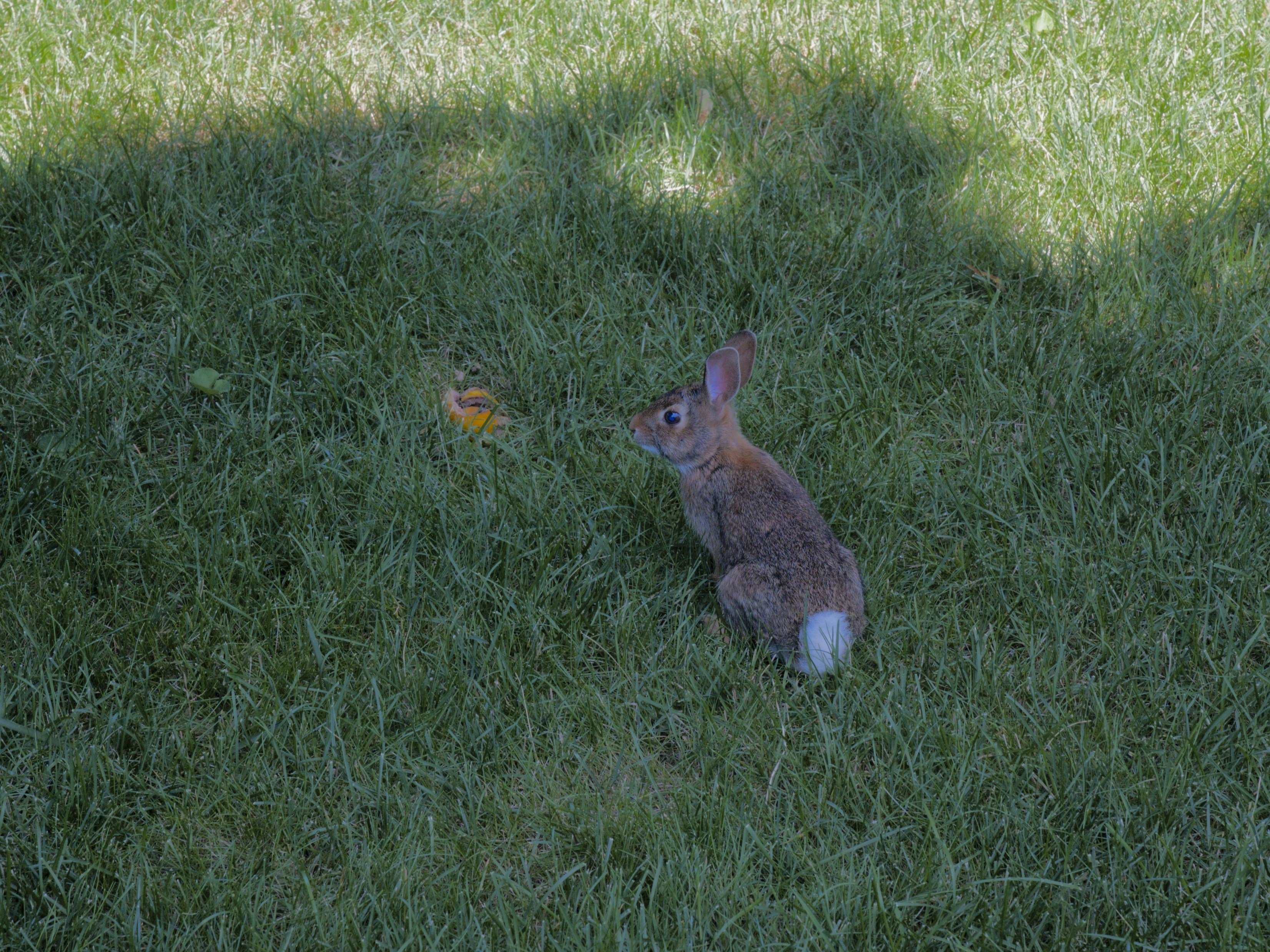 A small brown squirrel sits alert in a sunlit grassy field, gazing at a nearby leaf. Clean, natural scene suitable for nature-focused contexts.