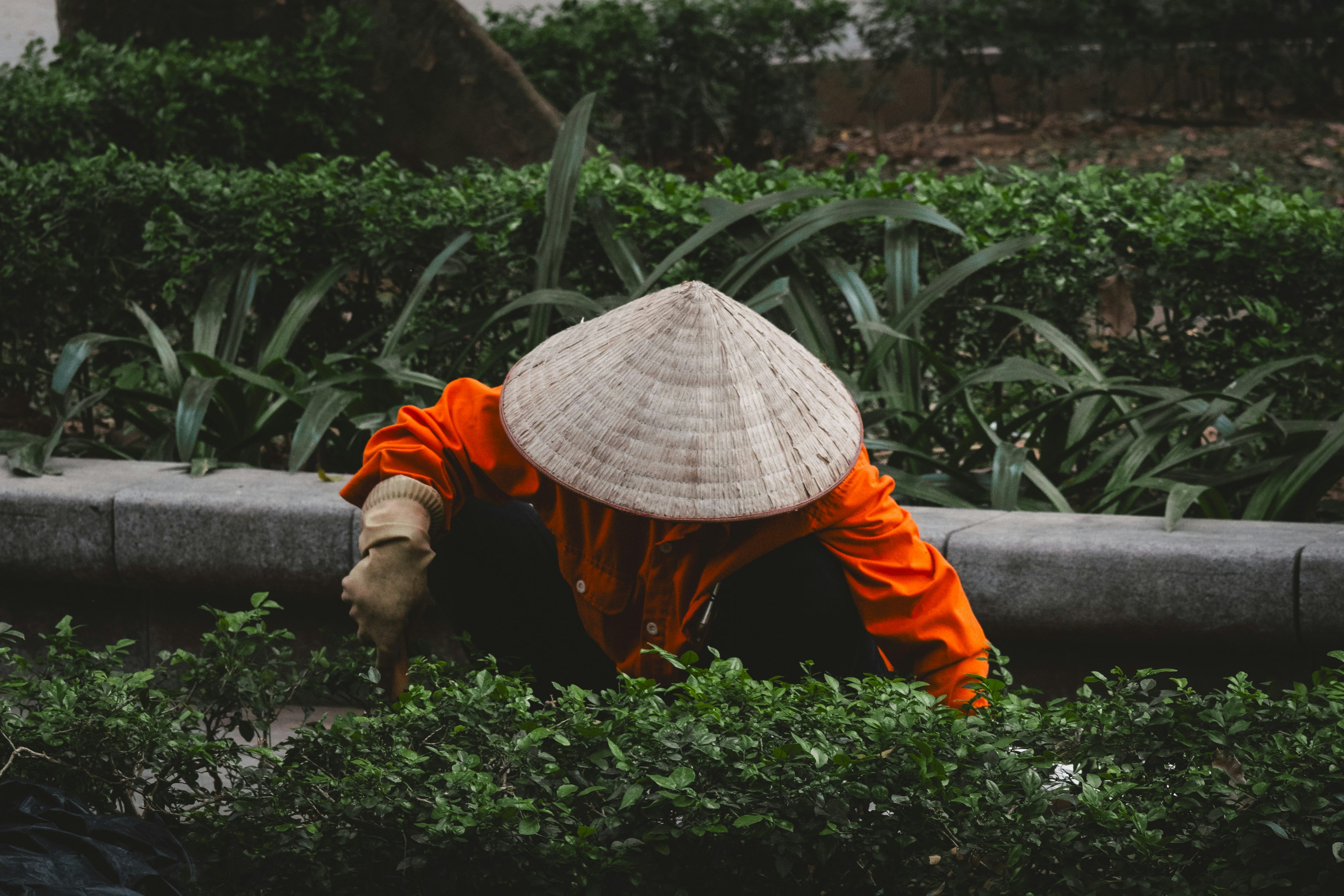 Conscious Gardener in Orange: A Hidden Worker Among Greenery