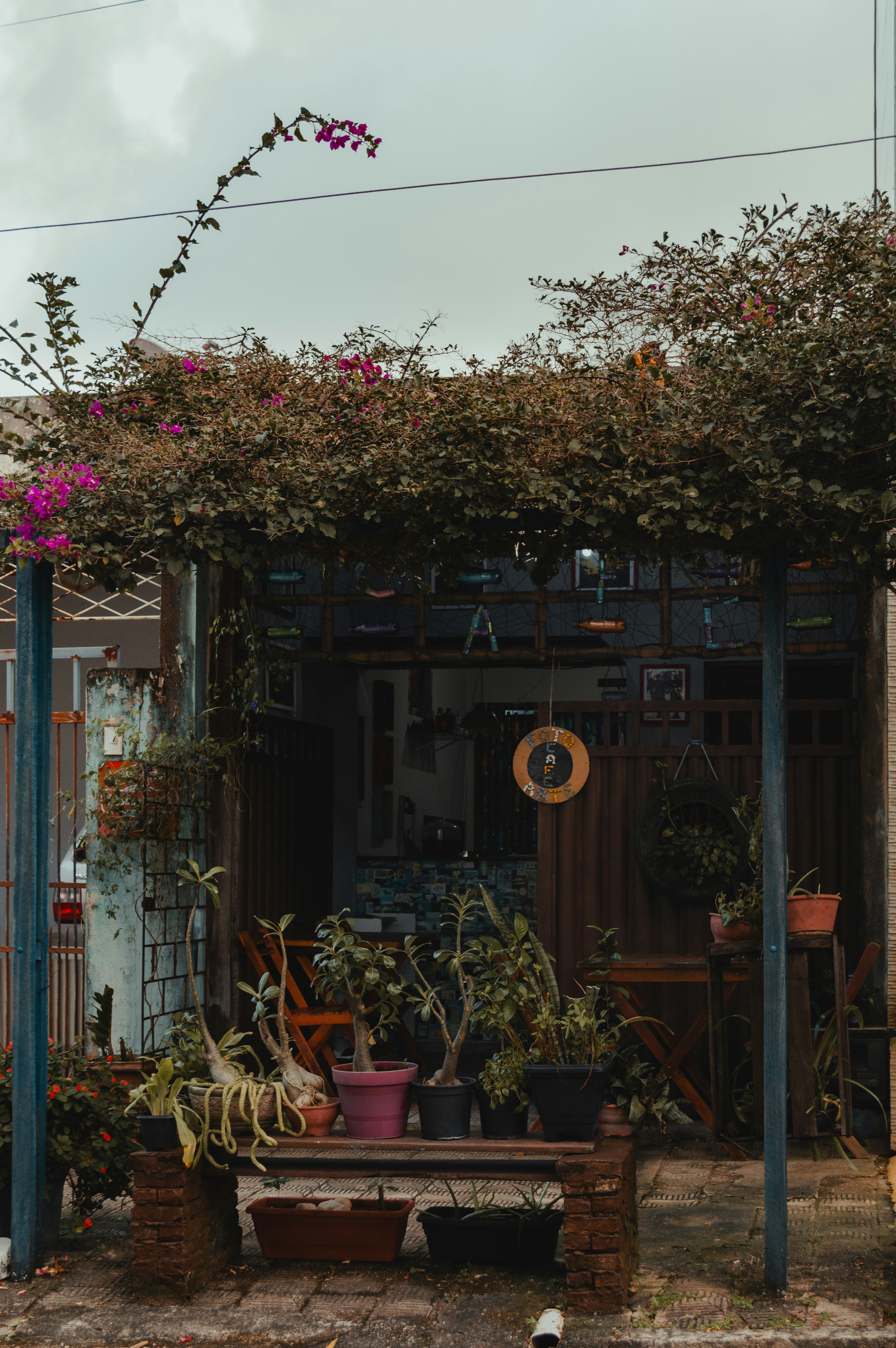 Verdant Portal: A Shaded Courtyard Café Framed by Wisteria and Pots