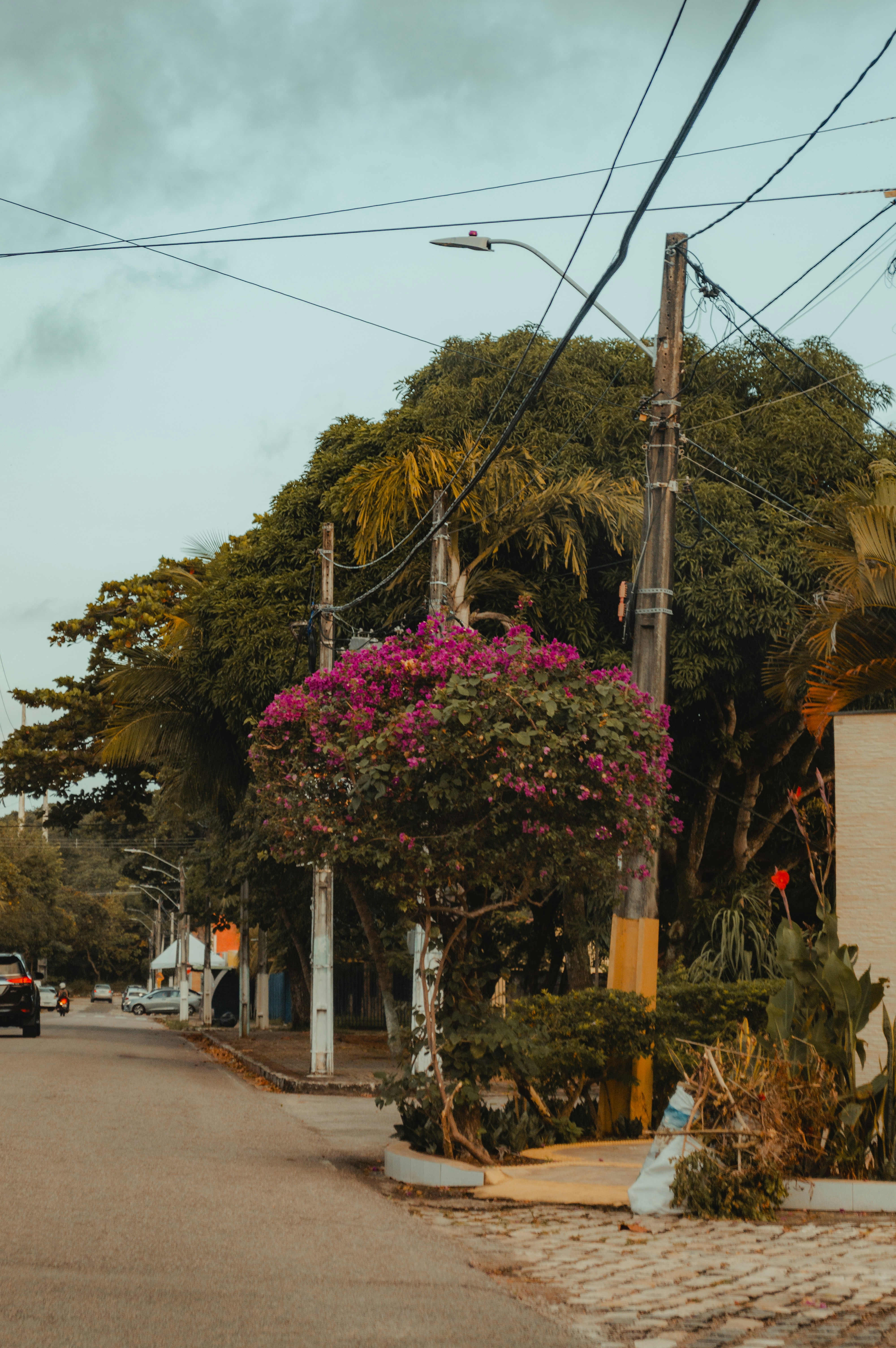 Boulevard Bloom: Pink Bougainvillea Framed by Utility Lines