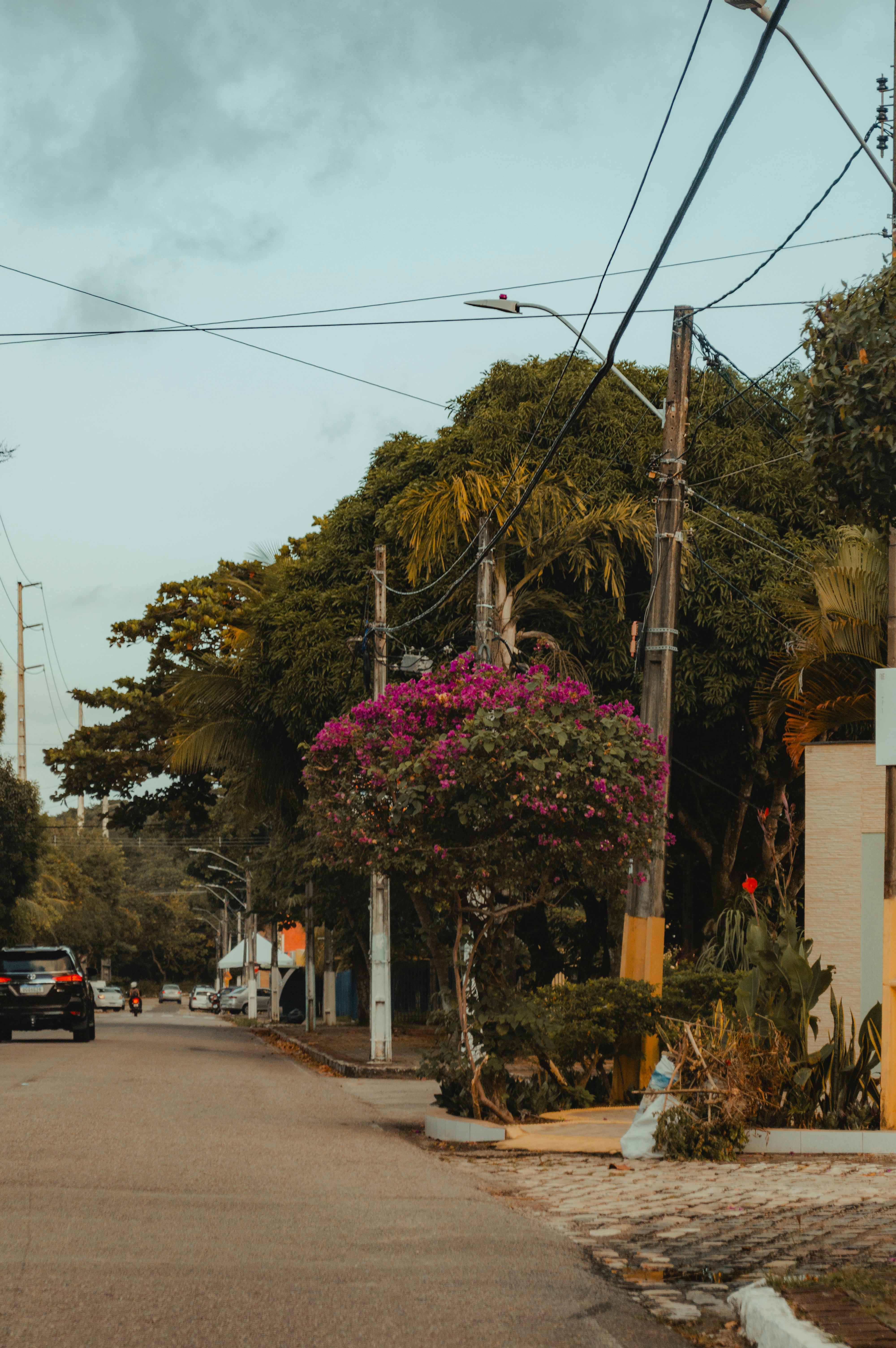 Boulevard Bloom: A Quiet Street Framed by Pink Bougainvillea