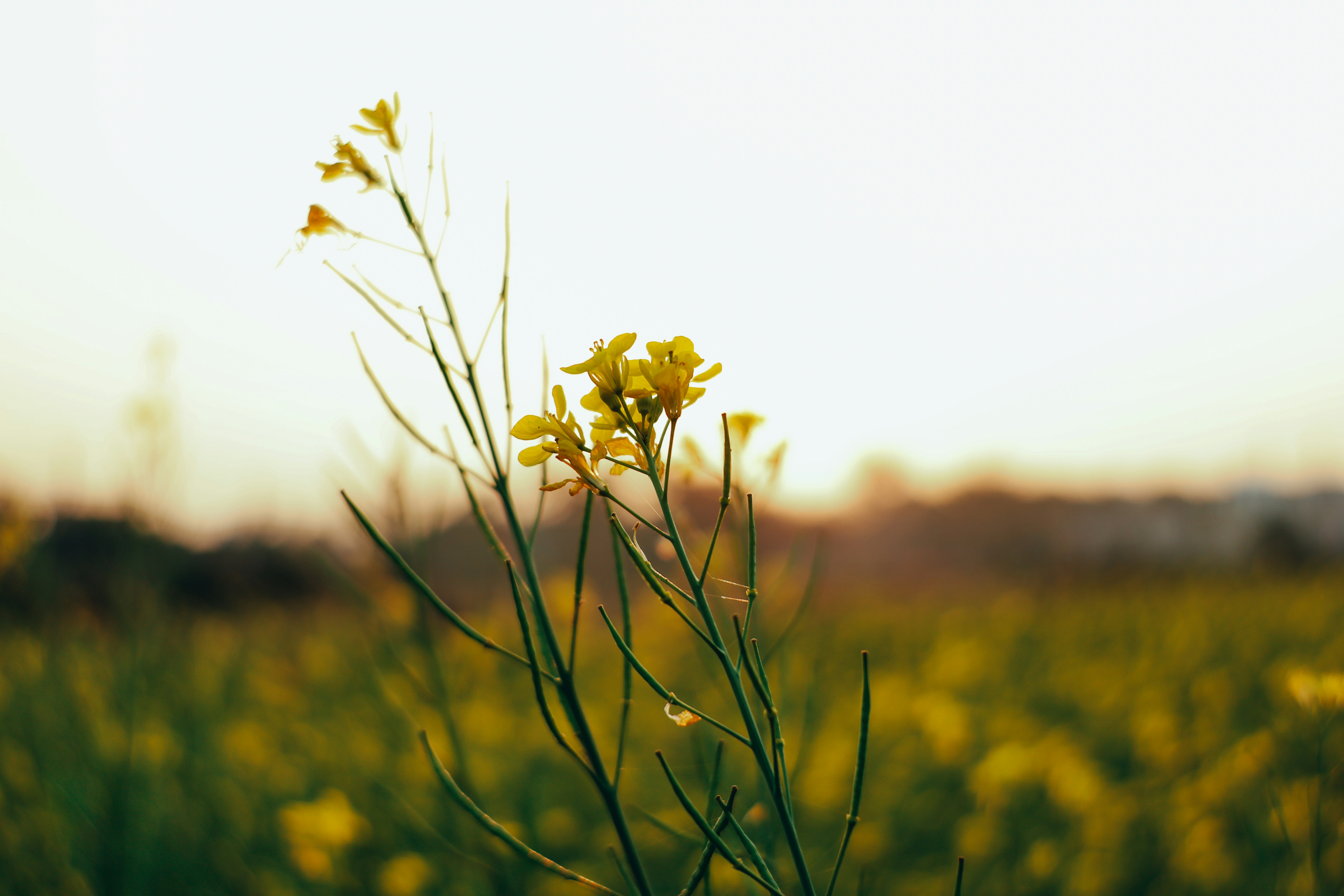 Golden Buds in a Quiet Horizon