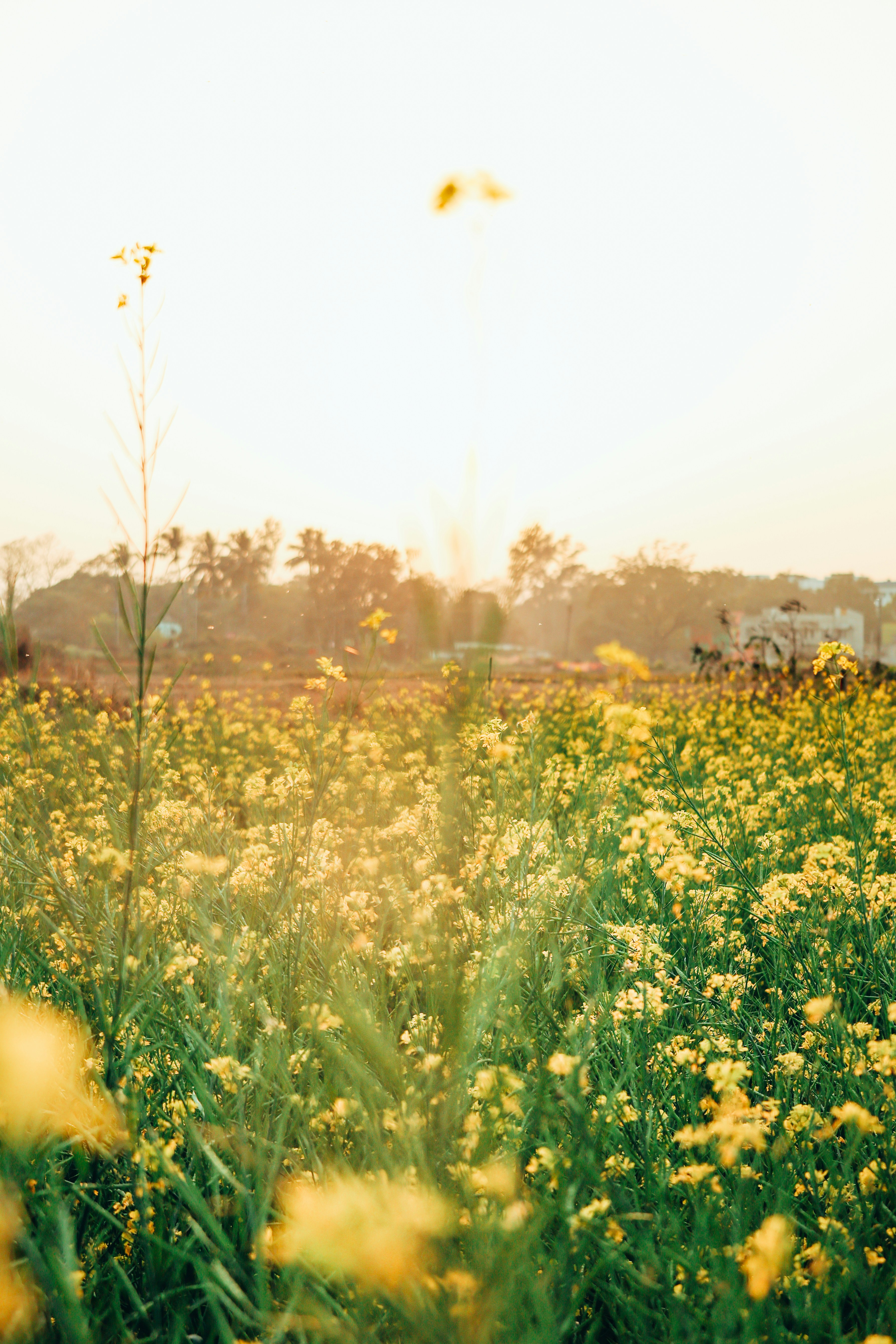 Golden Field at Dusk: A Blur of Summer in Bloom
