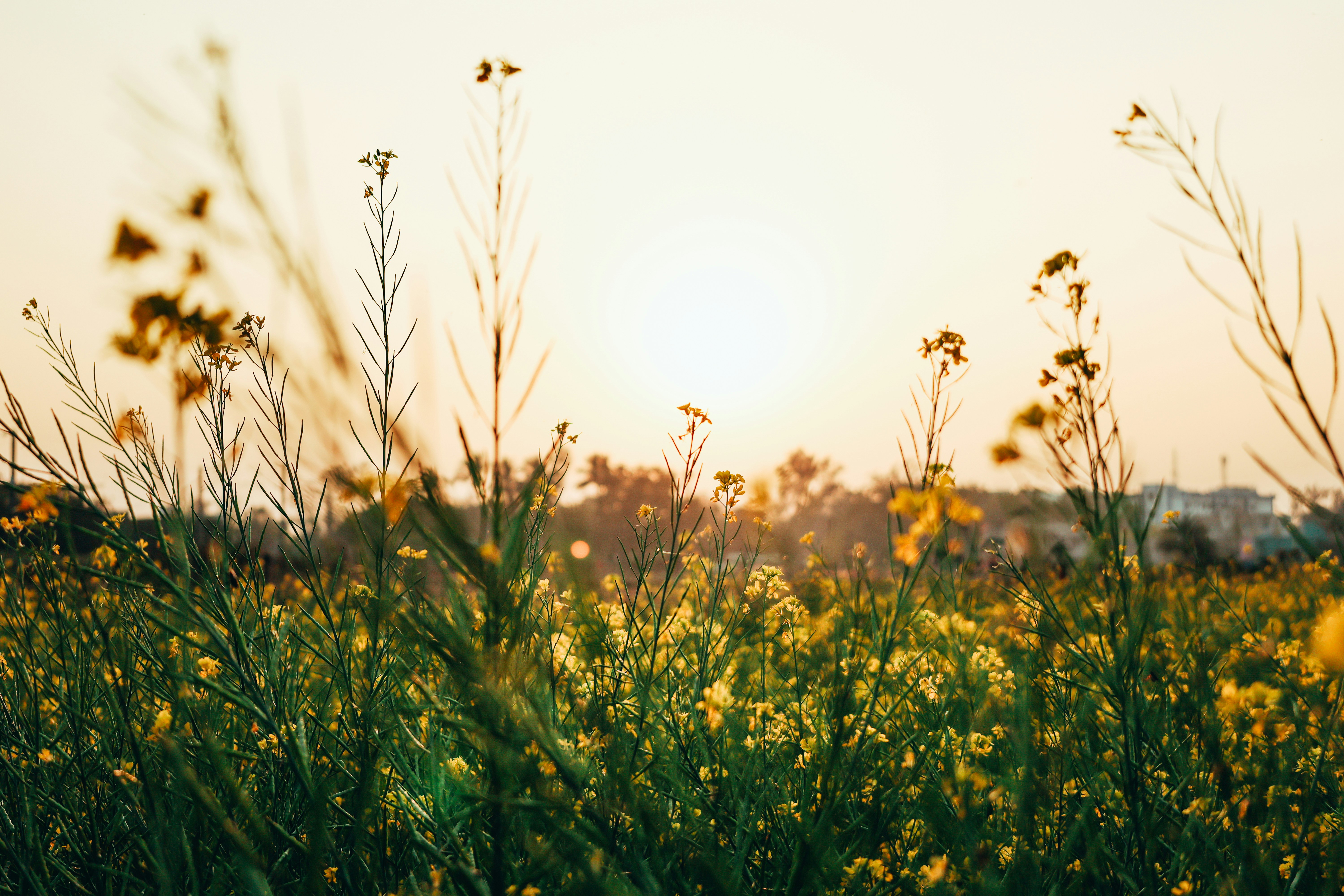 Sunlit Canola Sea at Dusk