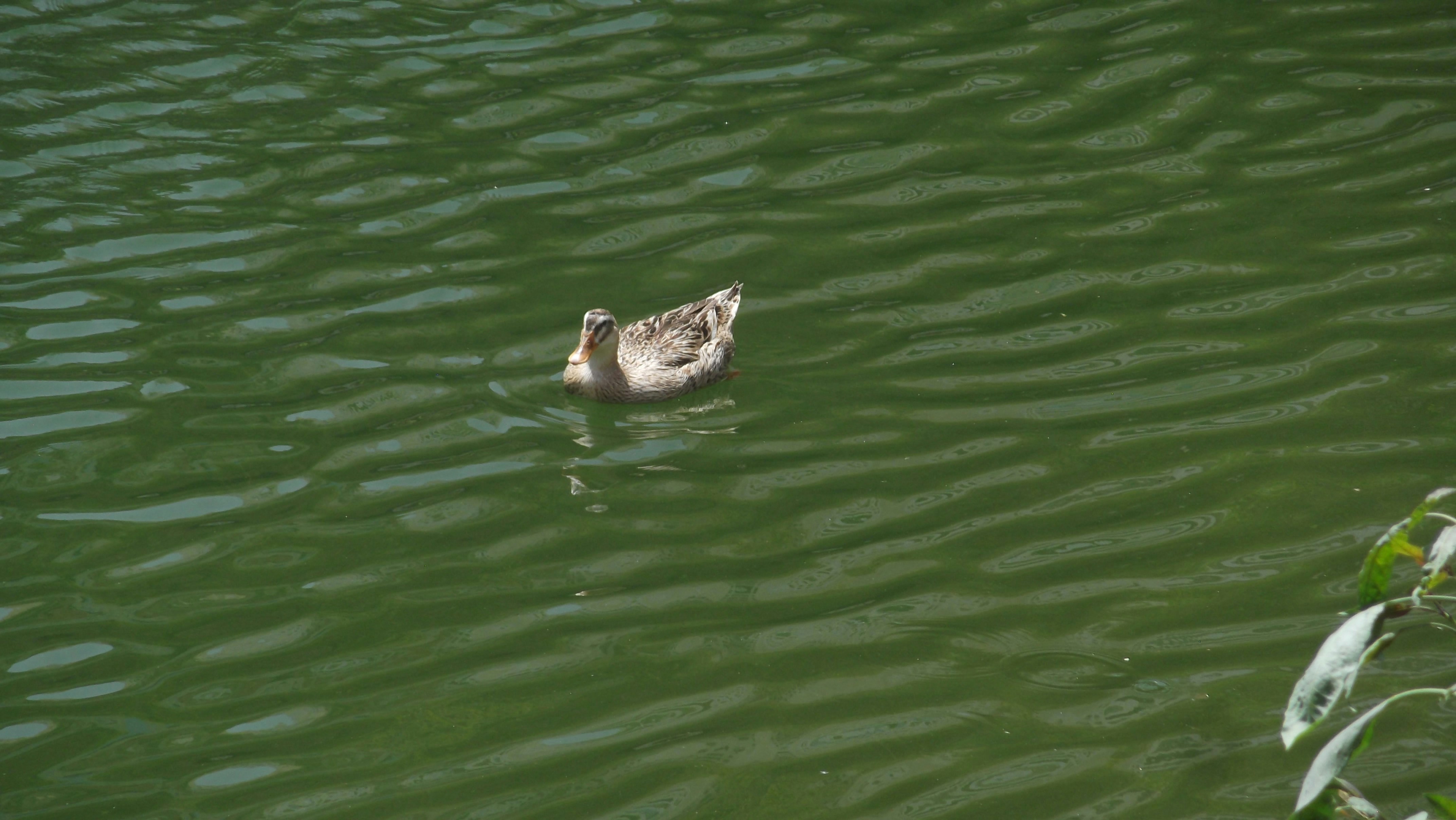 Emerald Ripples: A lone duck amid tranquil green waters