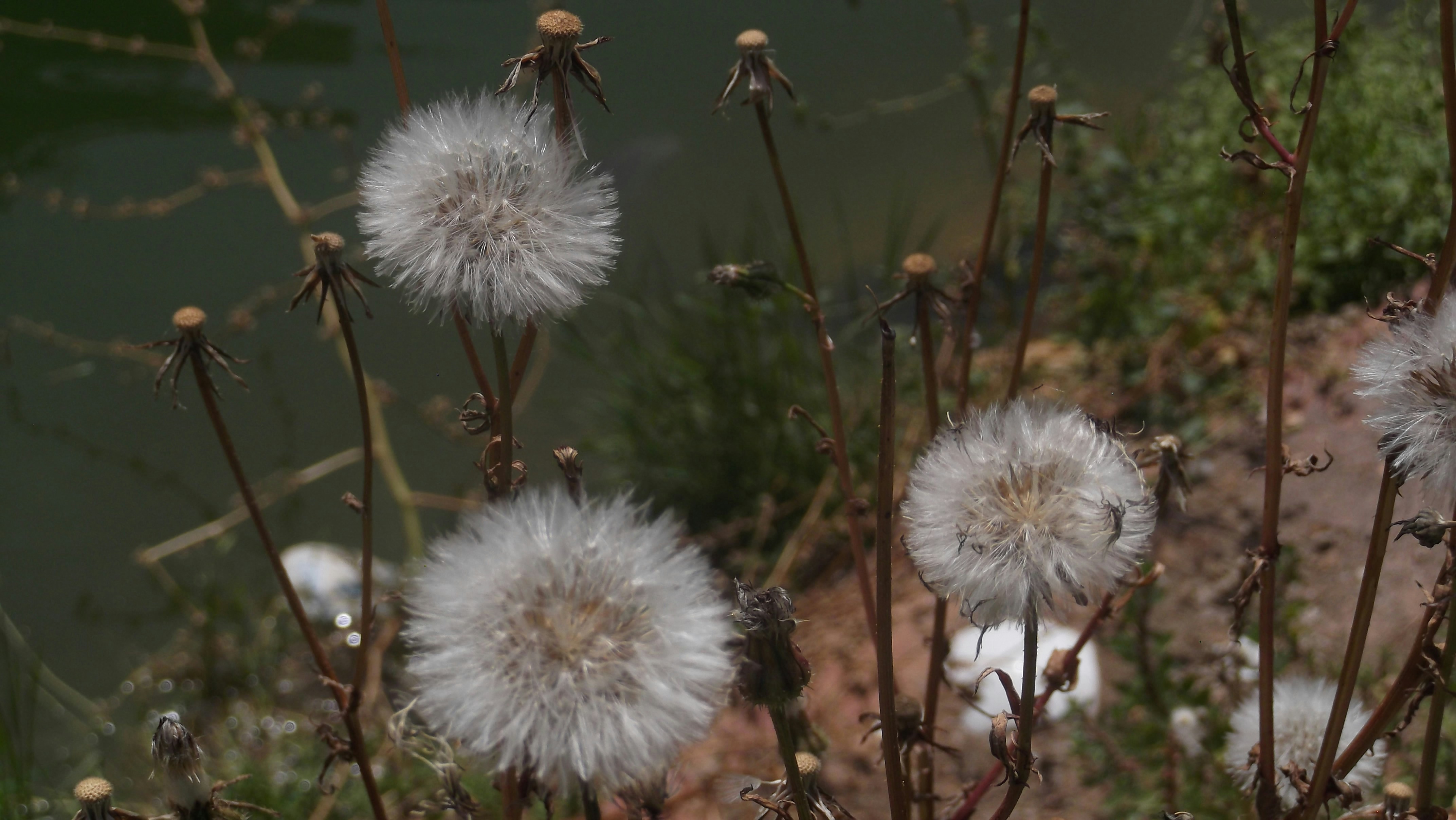 Soft Bursts by the Water: Dandelions in Quiet Dusk