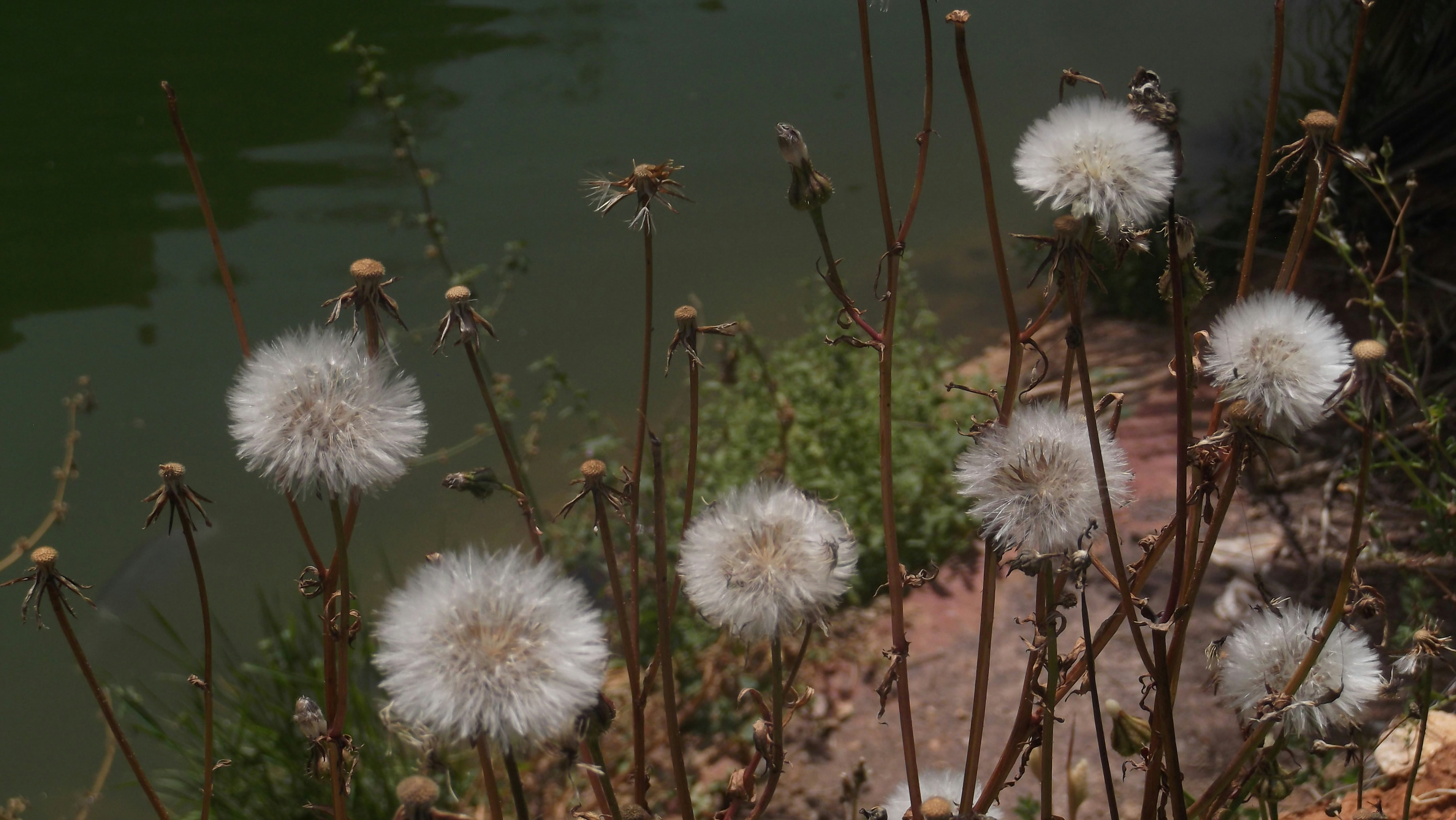 Dandelion Heads by the Riverbank