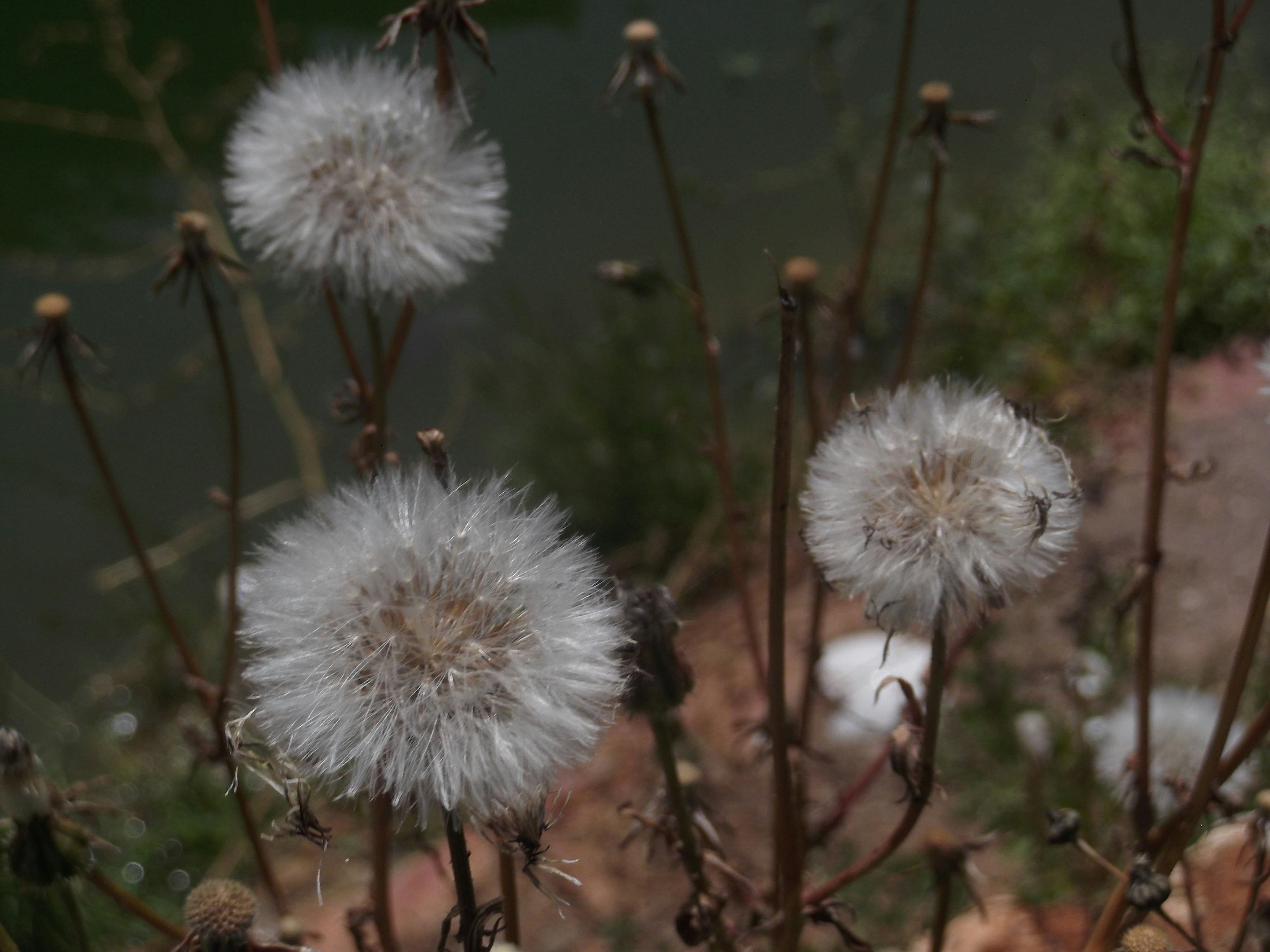 Whimsical Seed Heads in Quiet Waterbank