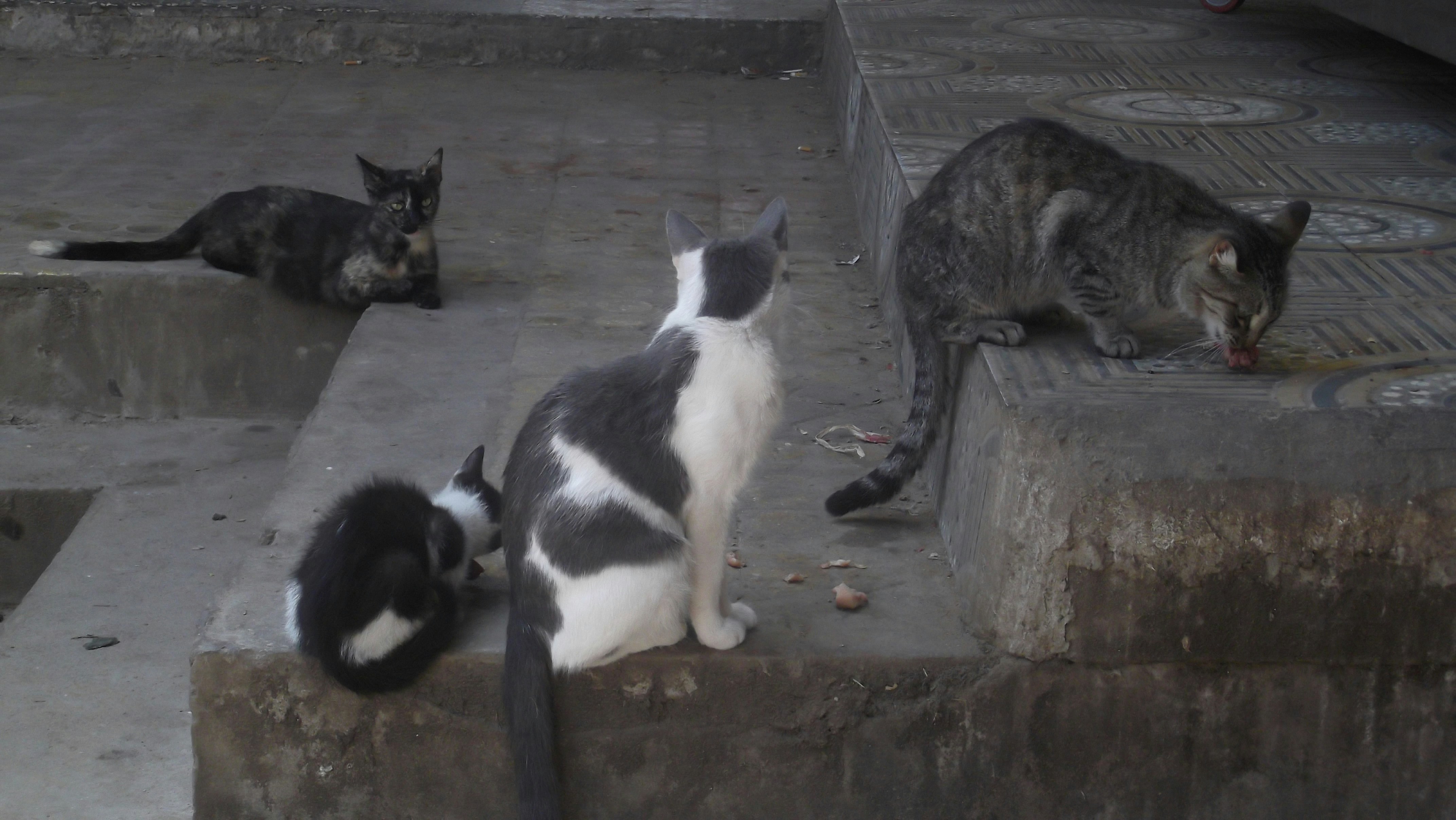 Courtyard Cat Assembly: Food, Vigilance, and Three-Story Steps