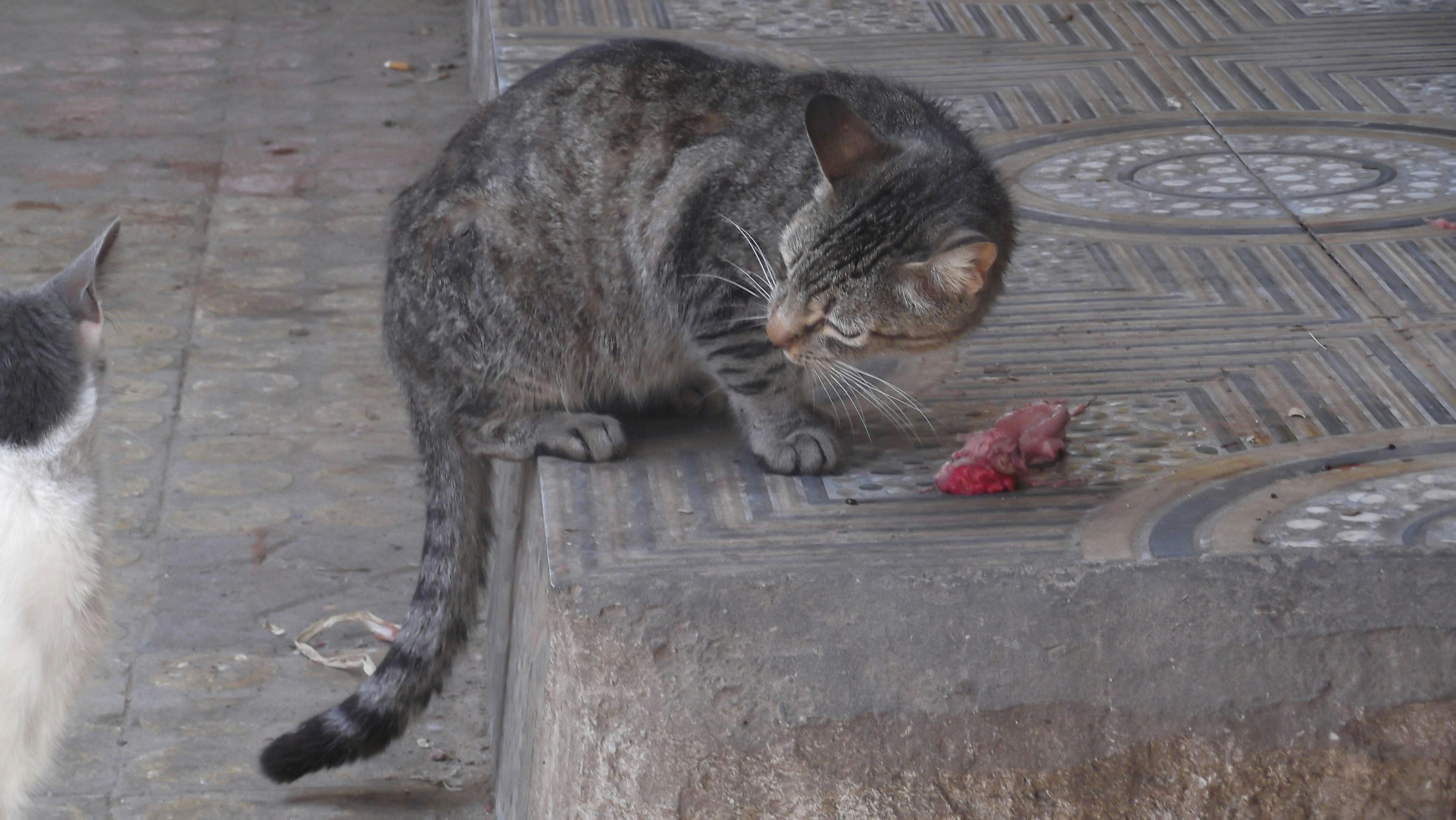 Curious Cat at the Edge: A Shattered Meal by the Curb