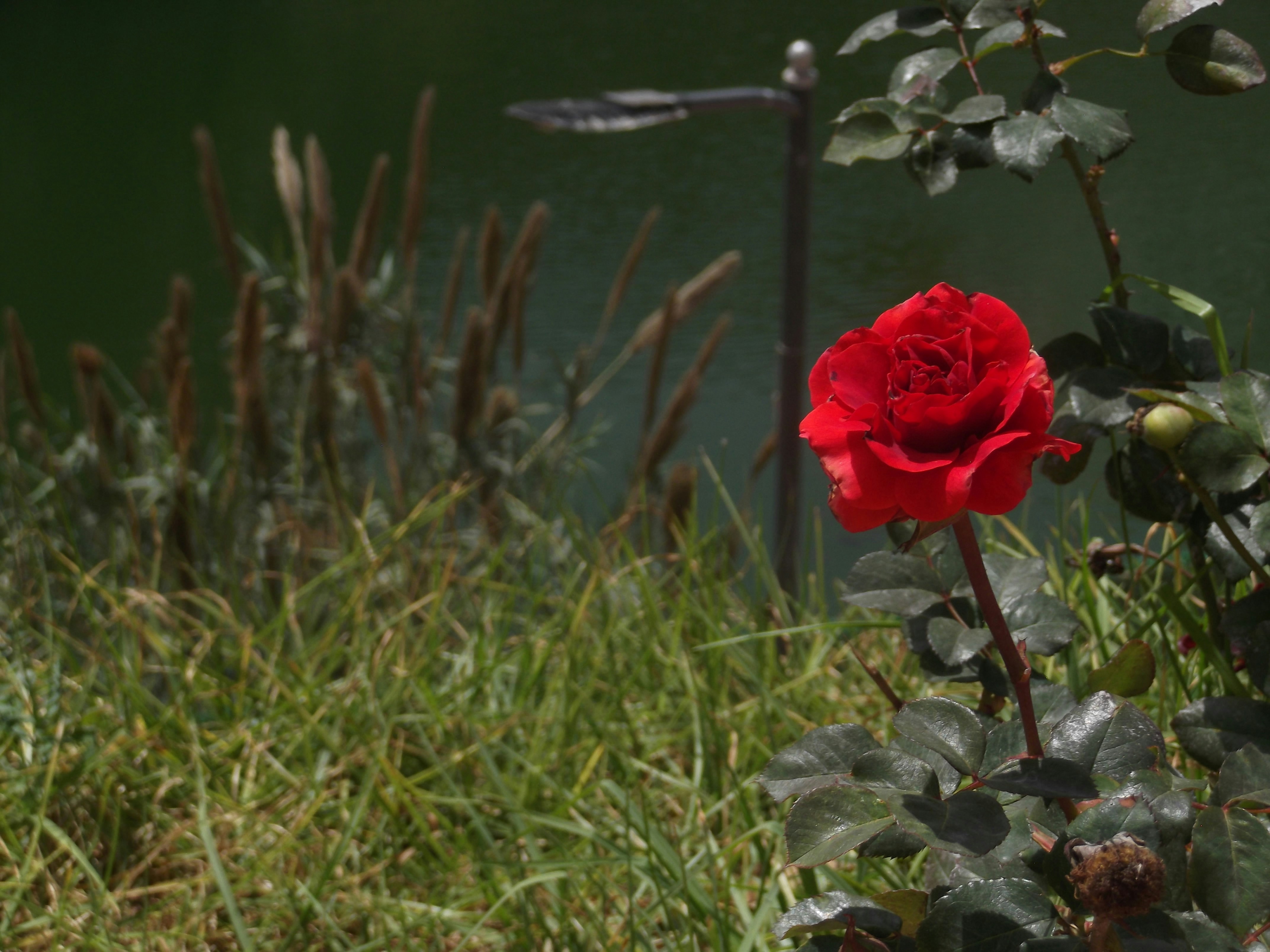 Red Rose Against a Quiet Waterline