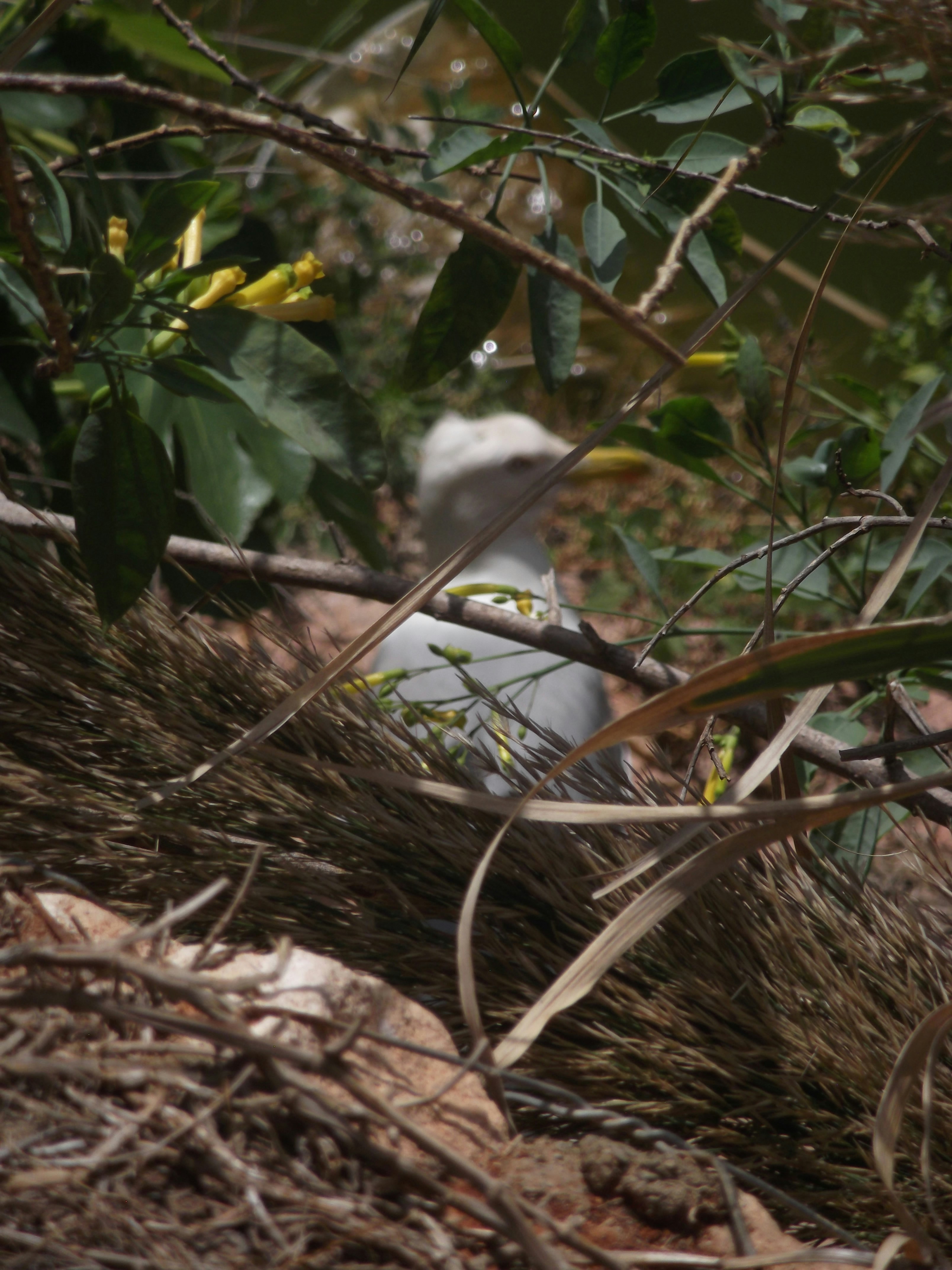 Hidden Nest: Threaded Pine Branches Blur a Quiet White Cat in the Underbrush