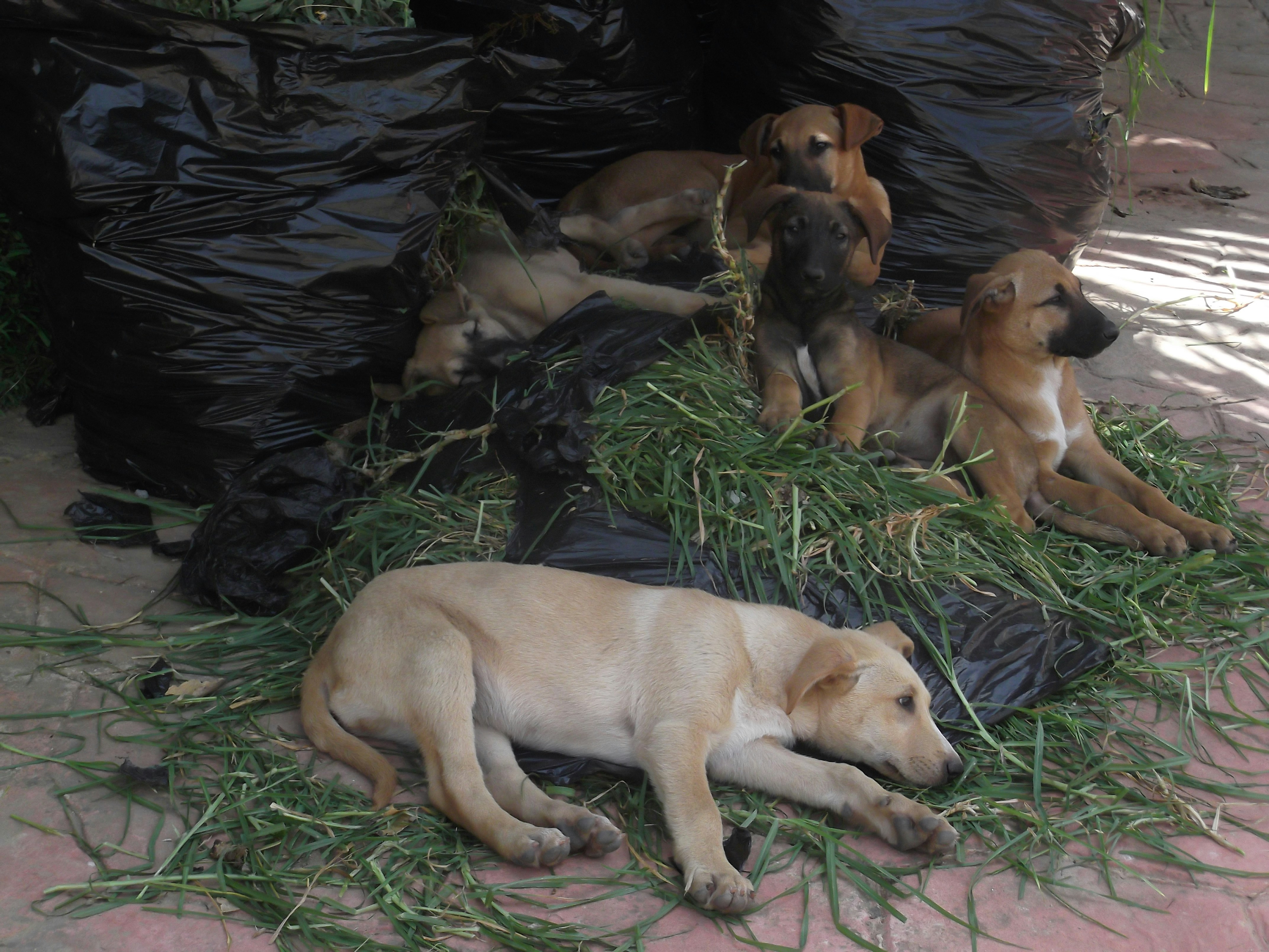 Resting Pack Under the Garden Shade