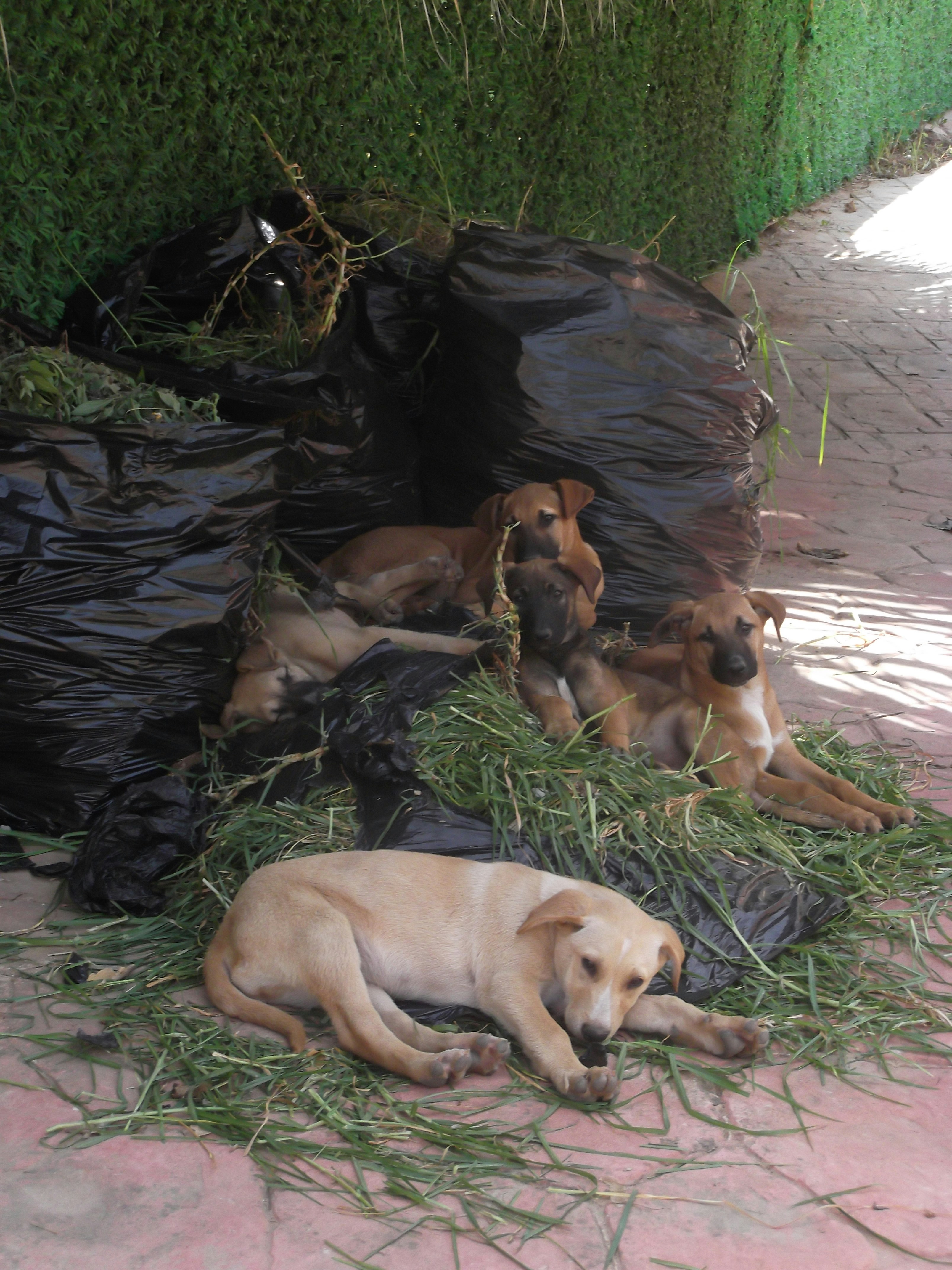 Puppies at Rest beneath a Green Hedge, Reclaimed by Fallen Grass