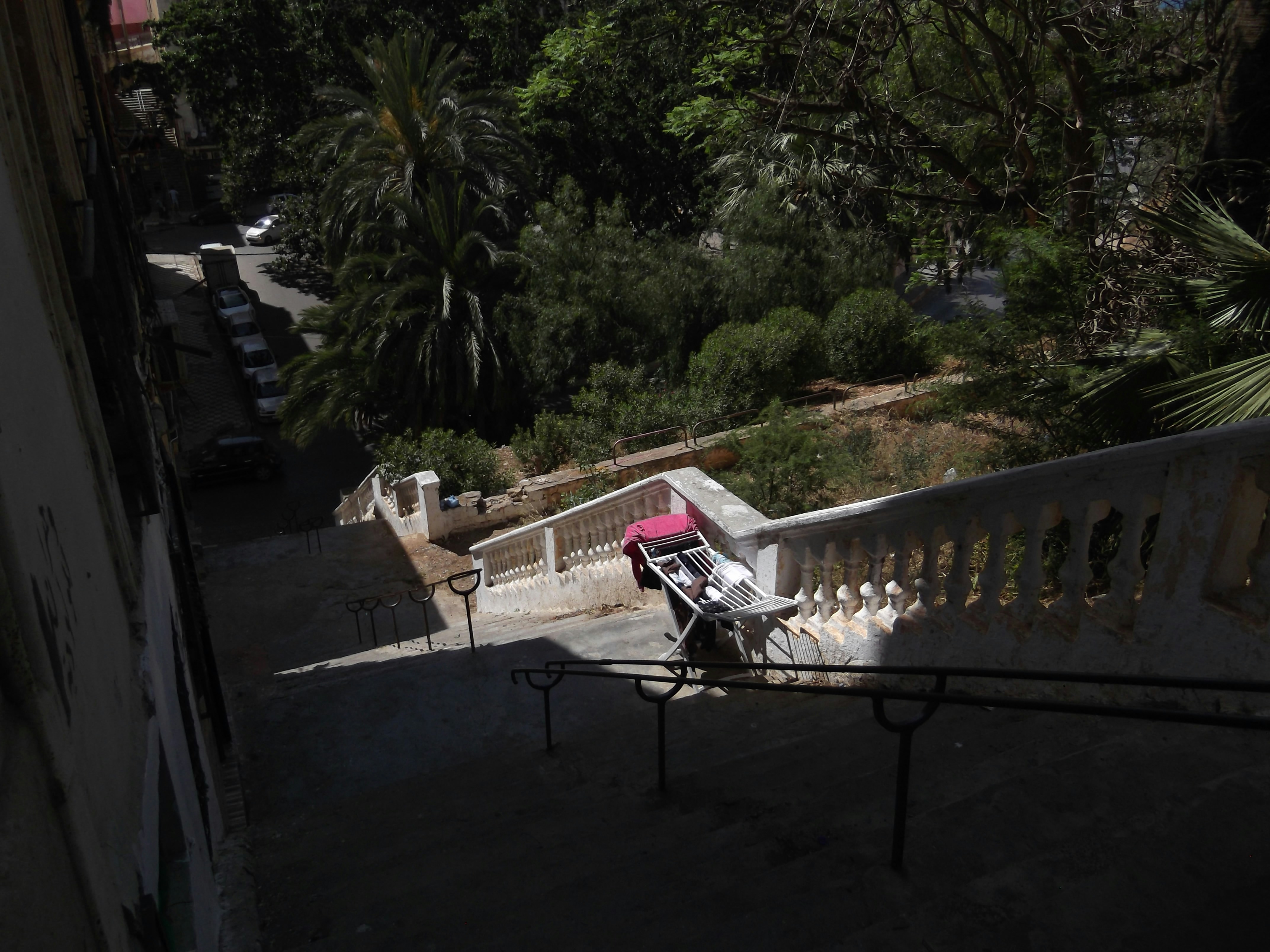 Sunlit Terrace Overlook with Bench and Towering Foliage
