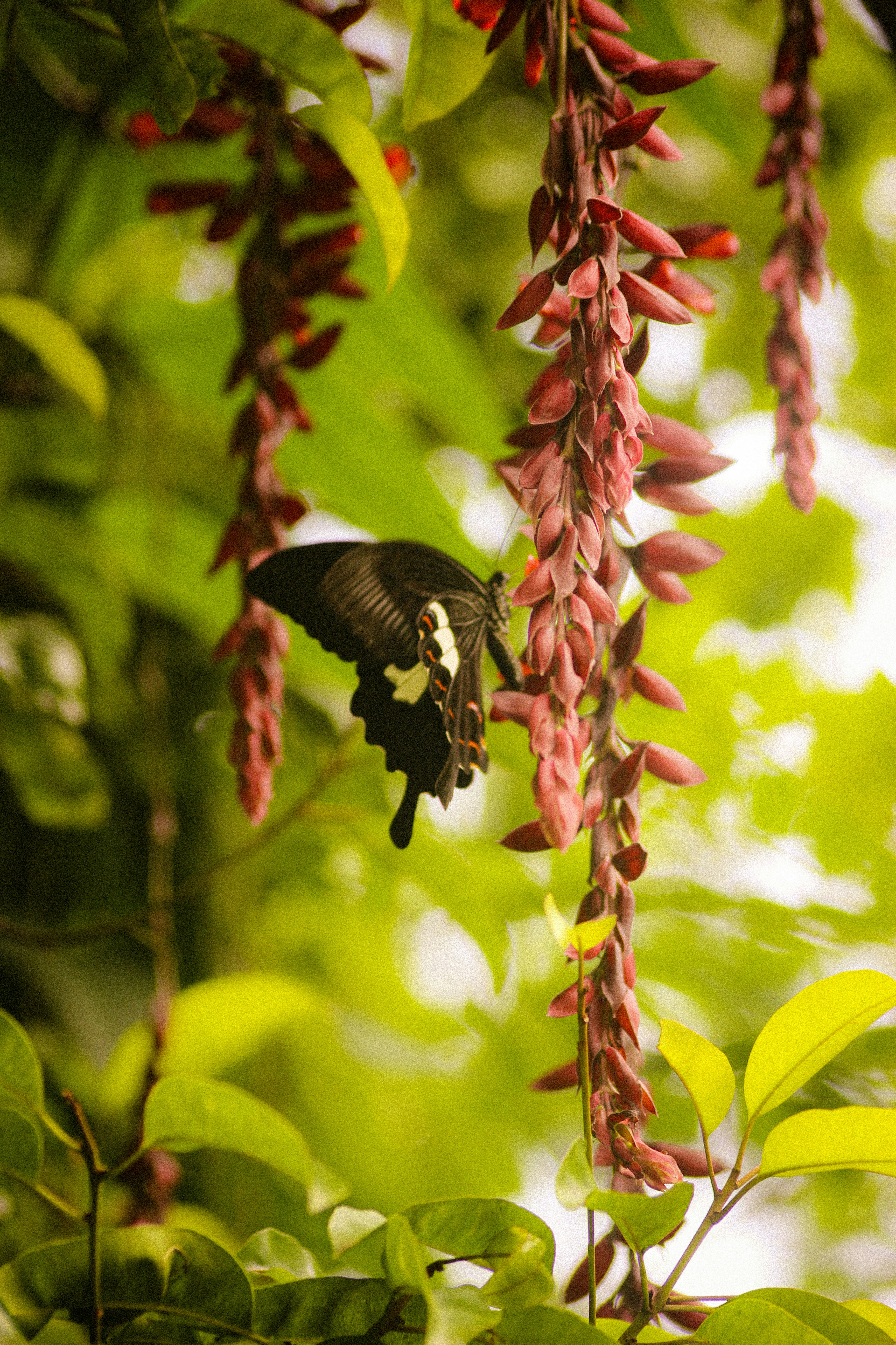 Emerald Canopy: A Butterfly Hovering Among Crimson Flowers