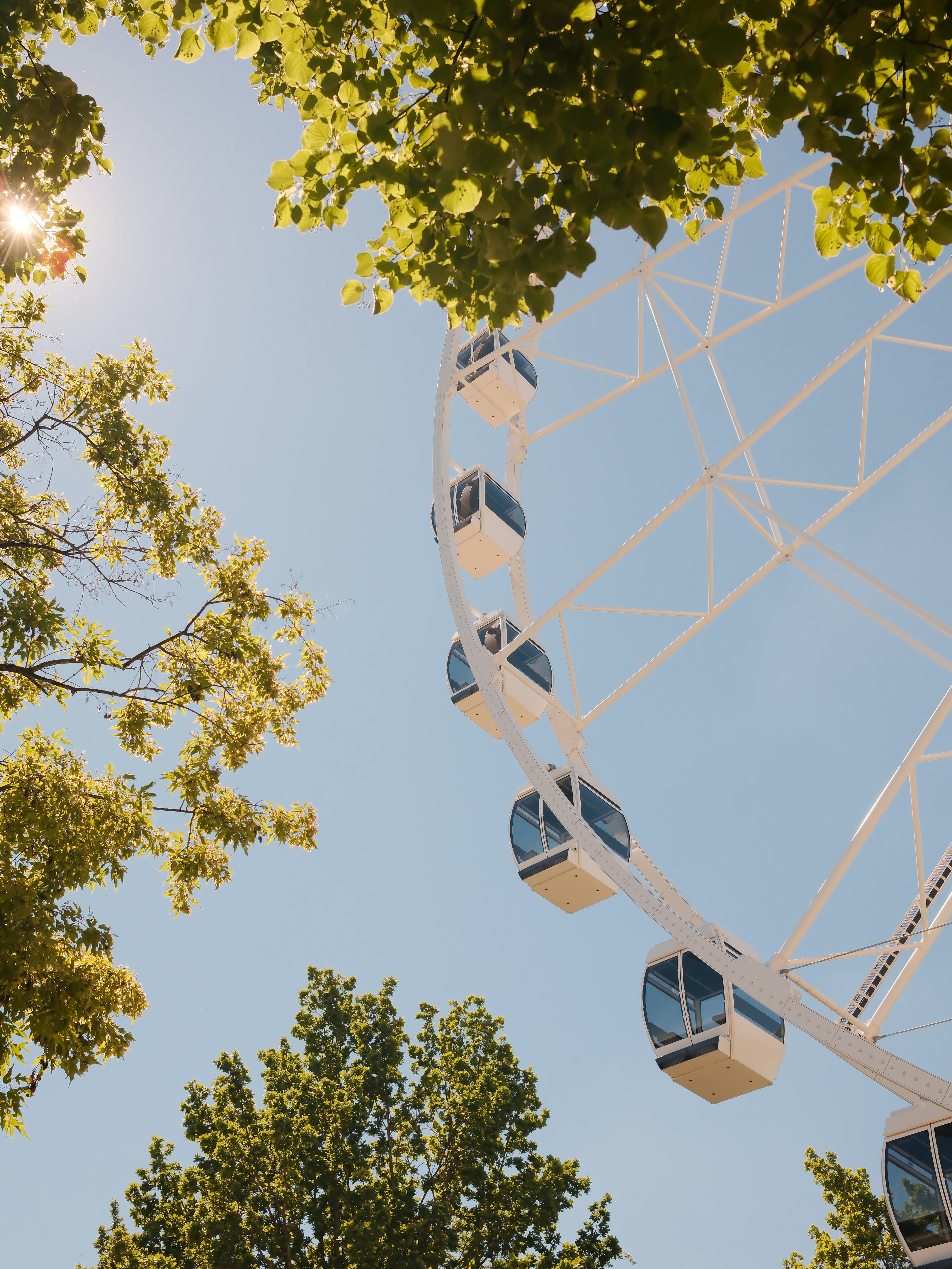 Giant Wheel in a Sunlit Canopy