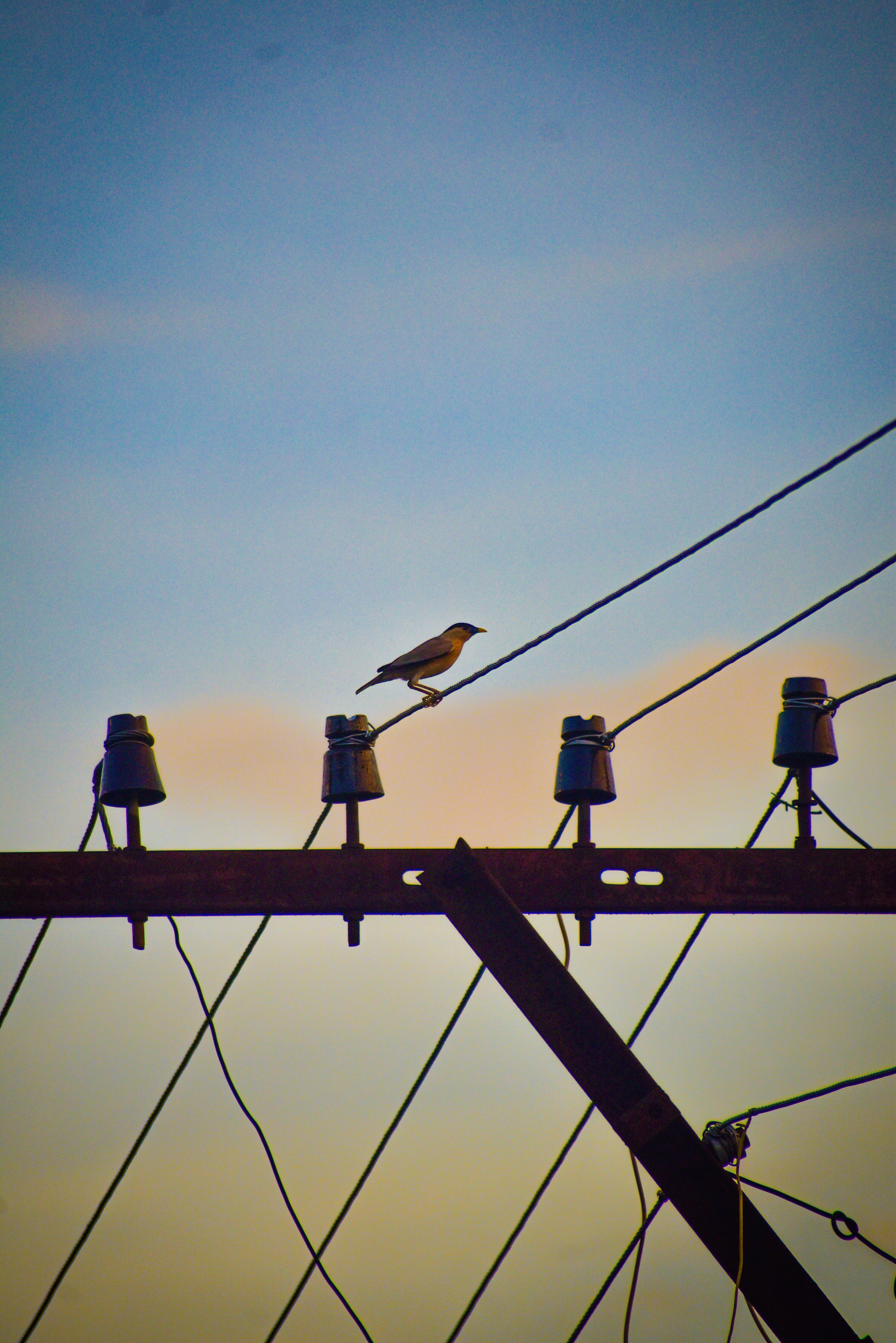 Bird perched on power line above a wooden crossbeam at dusk