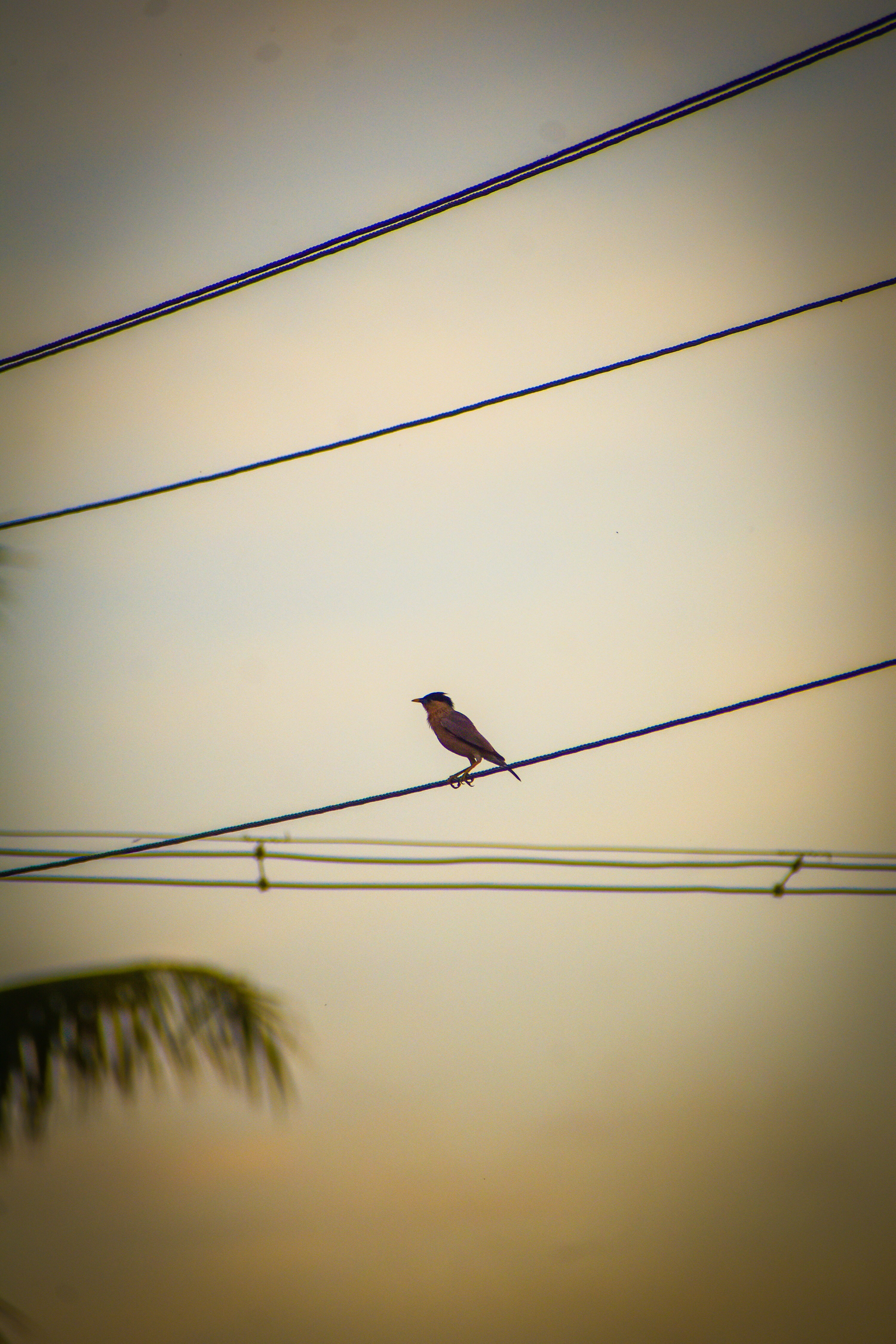 Bird on a Wire at Dusk