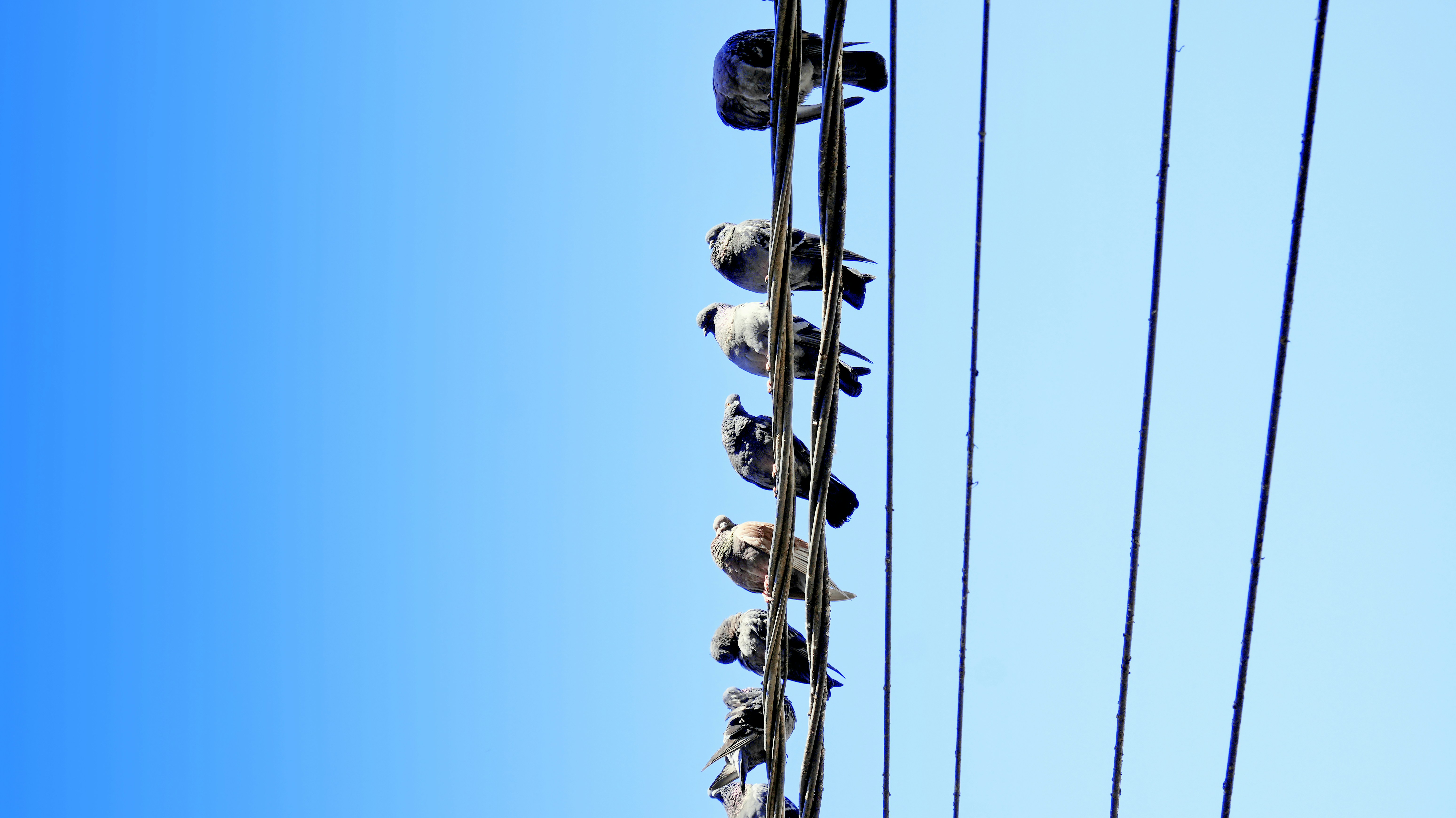 Vertical Chorus: A Line of Birds Perched Aloft