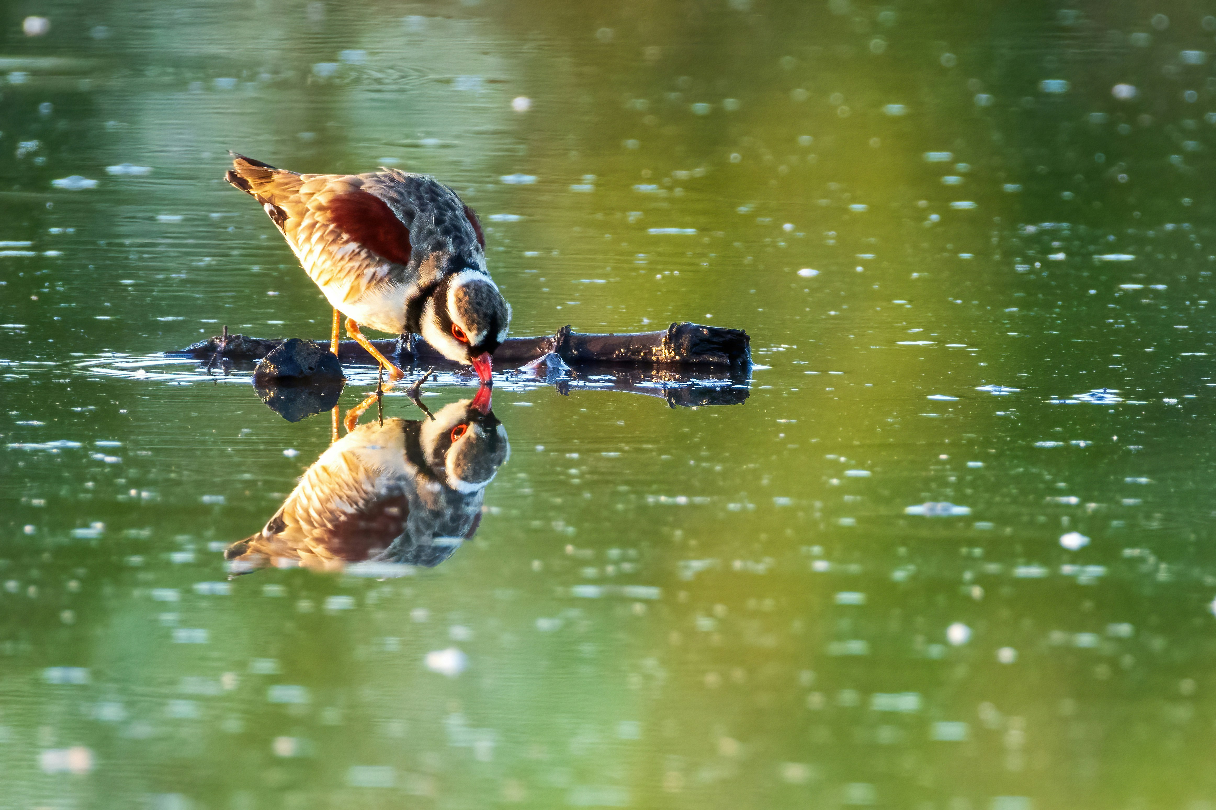 Reflective Avian Dinner: A Waterbound Wader in Stillness